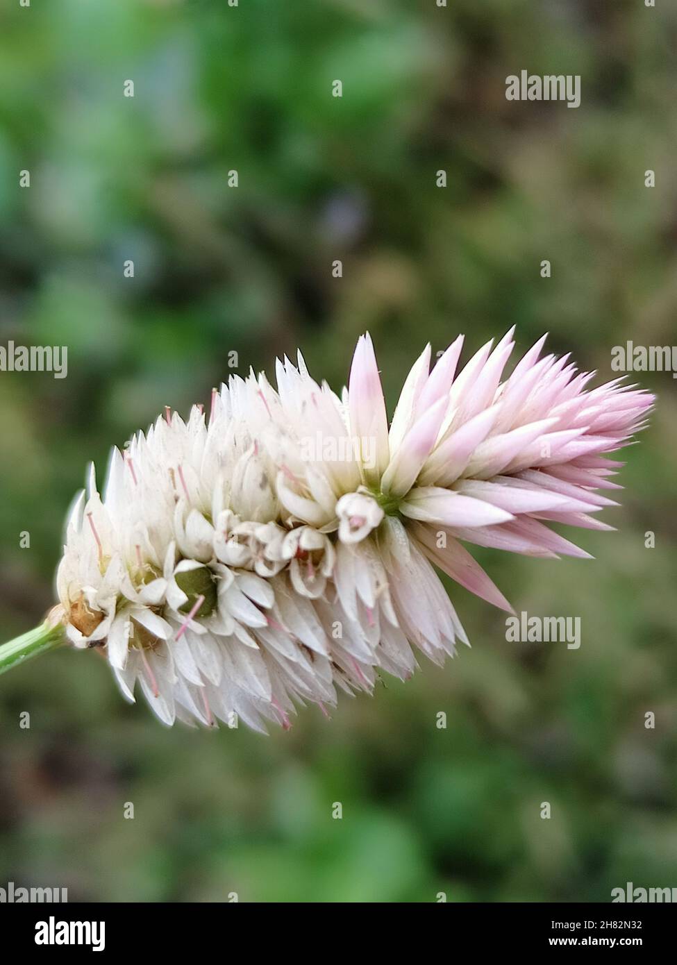 Vertical shot of a Celosia argentea growing in a garden under the ...