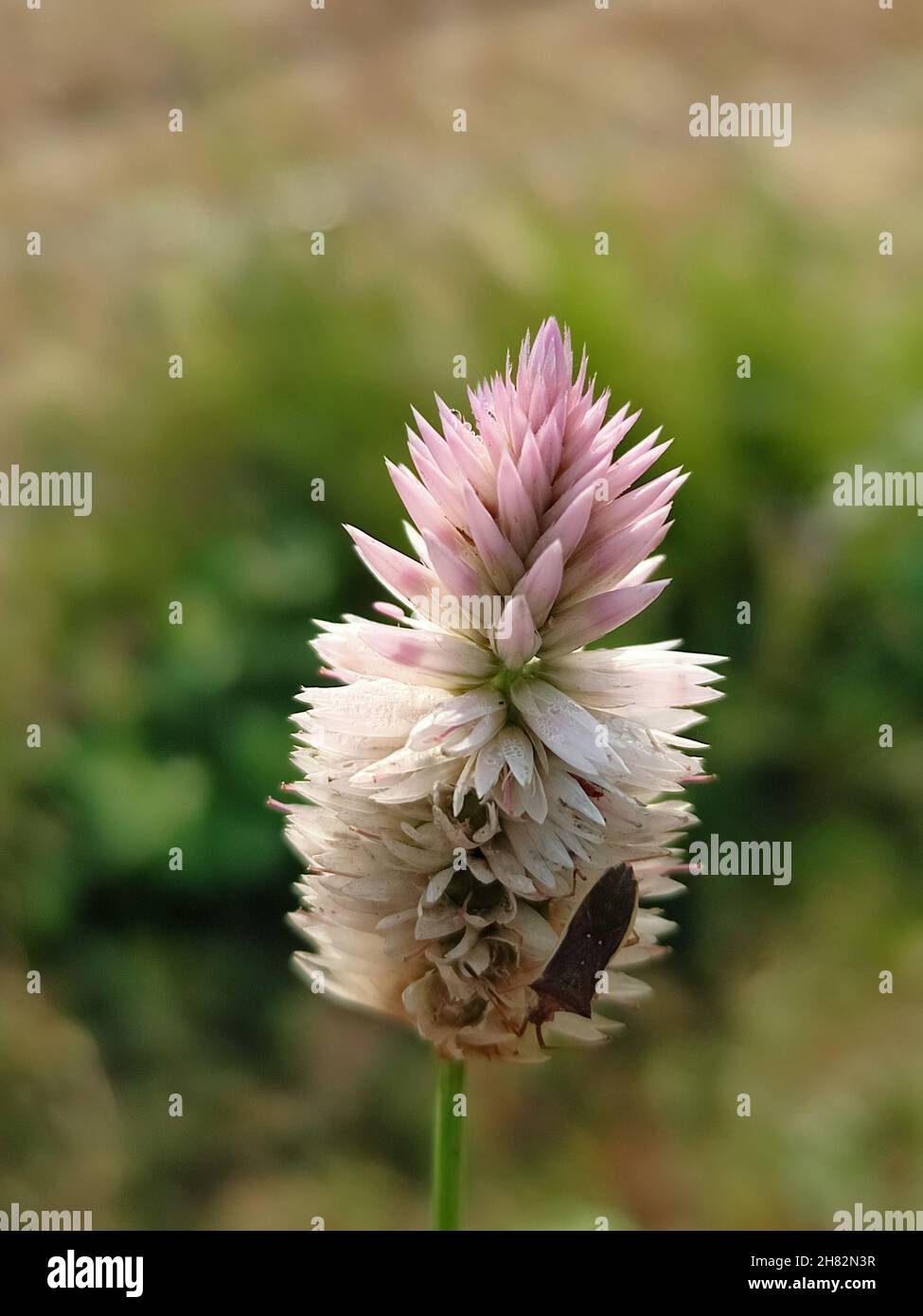 Vertical shot of a Celosia argentea growing in a garden under the ...