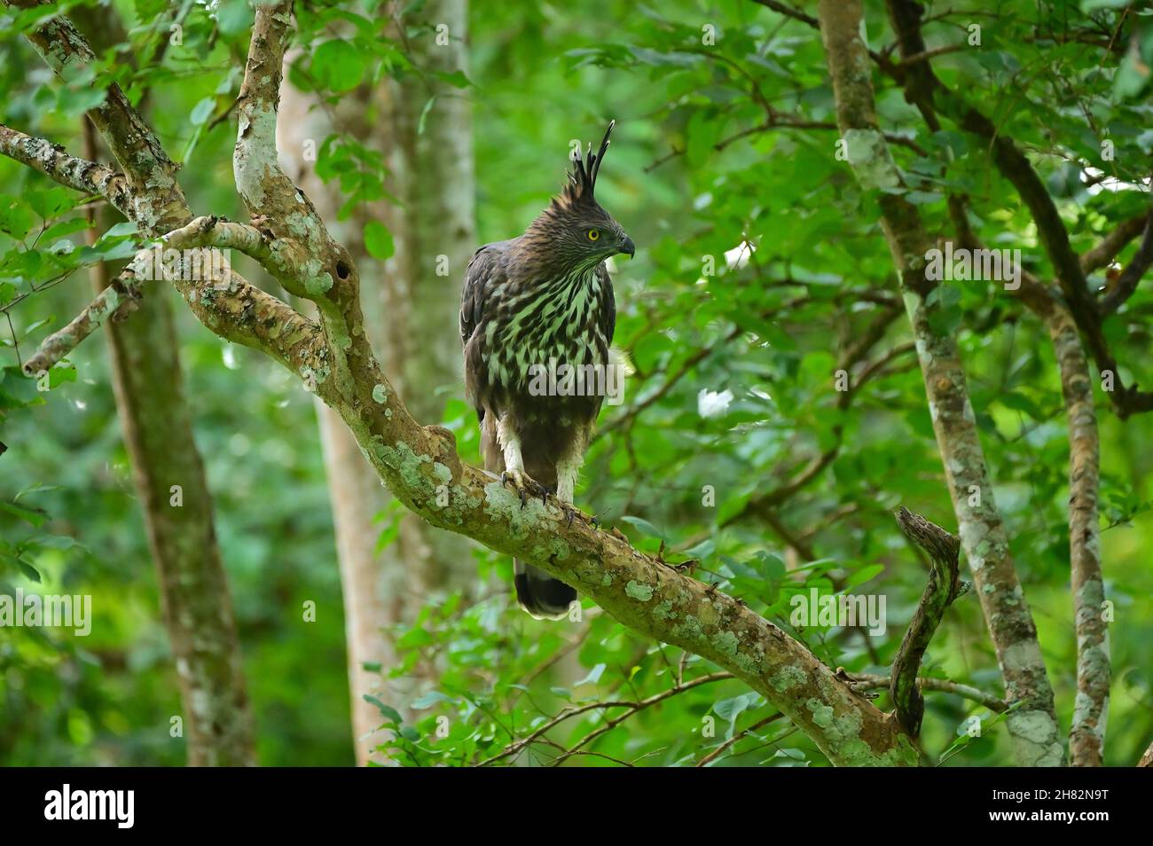 Crested Hawk-eagle perched on the tree amid green leaves in the forest ...
