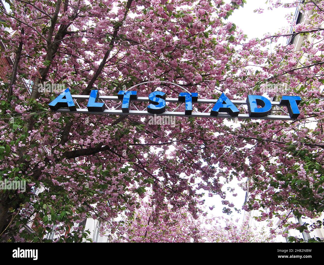 Sakura Tree Spelling