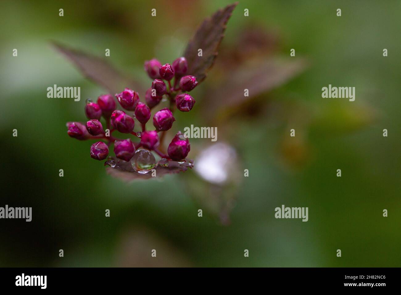 flower after the rain Stock Photo - Alamy