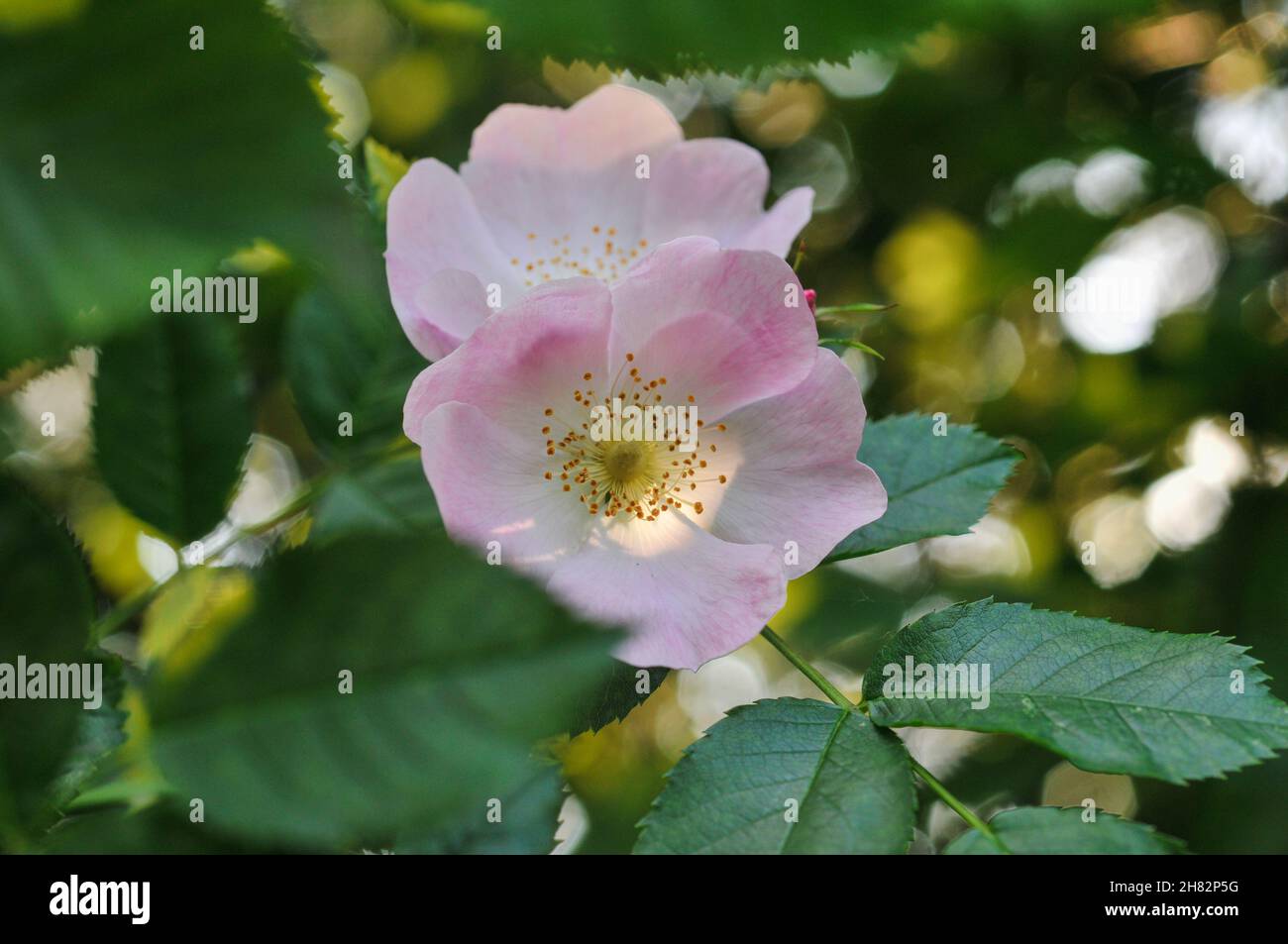 Selective of a rosehip flower on a shrub Stock Photo - Alamy