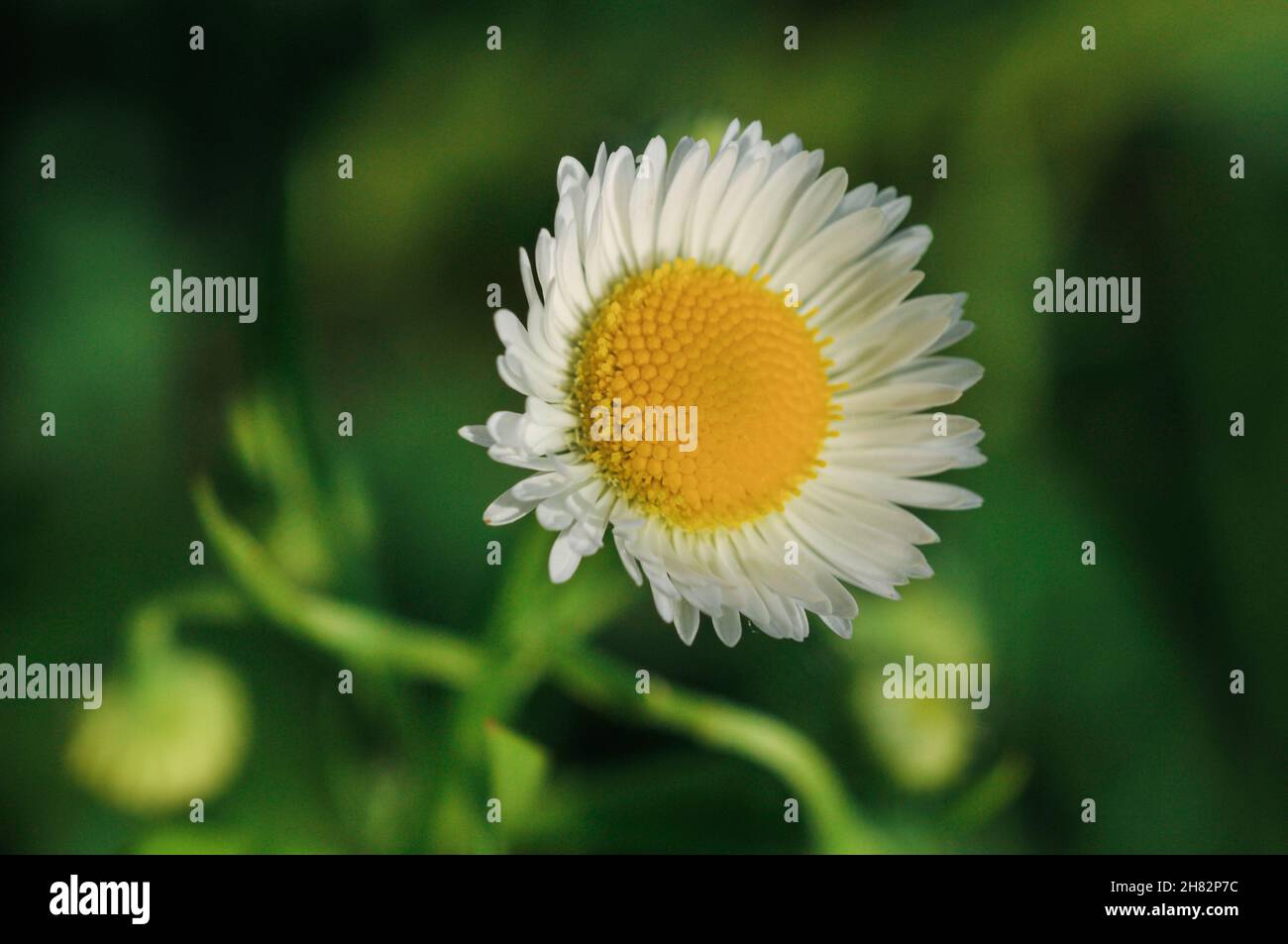 Selective of a beautiful daisy in a field Stock Photo - Alamy