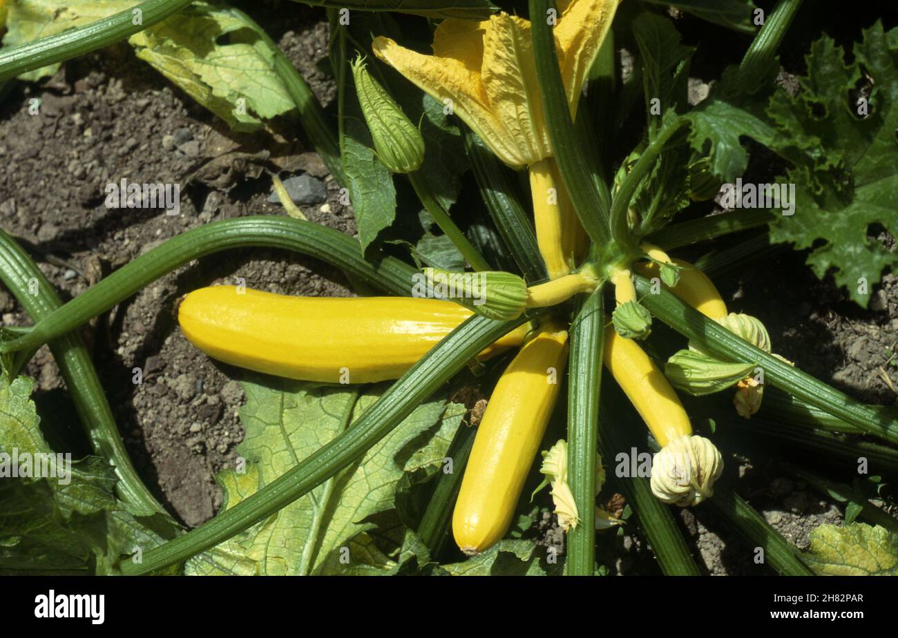 Baby marrow hi-res stock photography and images - Alamy