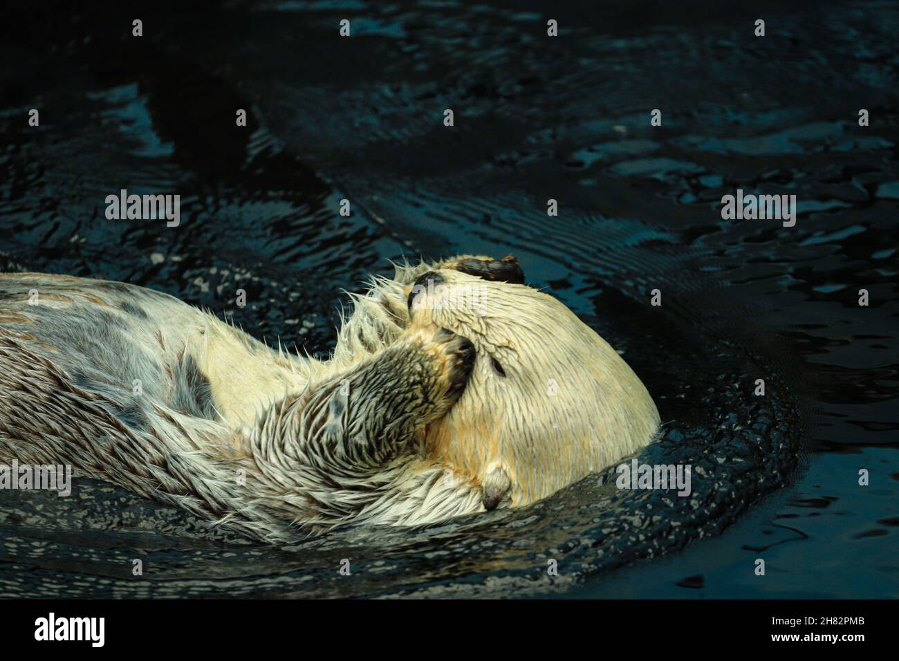 Sea otter floating in the water Stock Photo - Alamy
