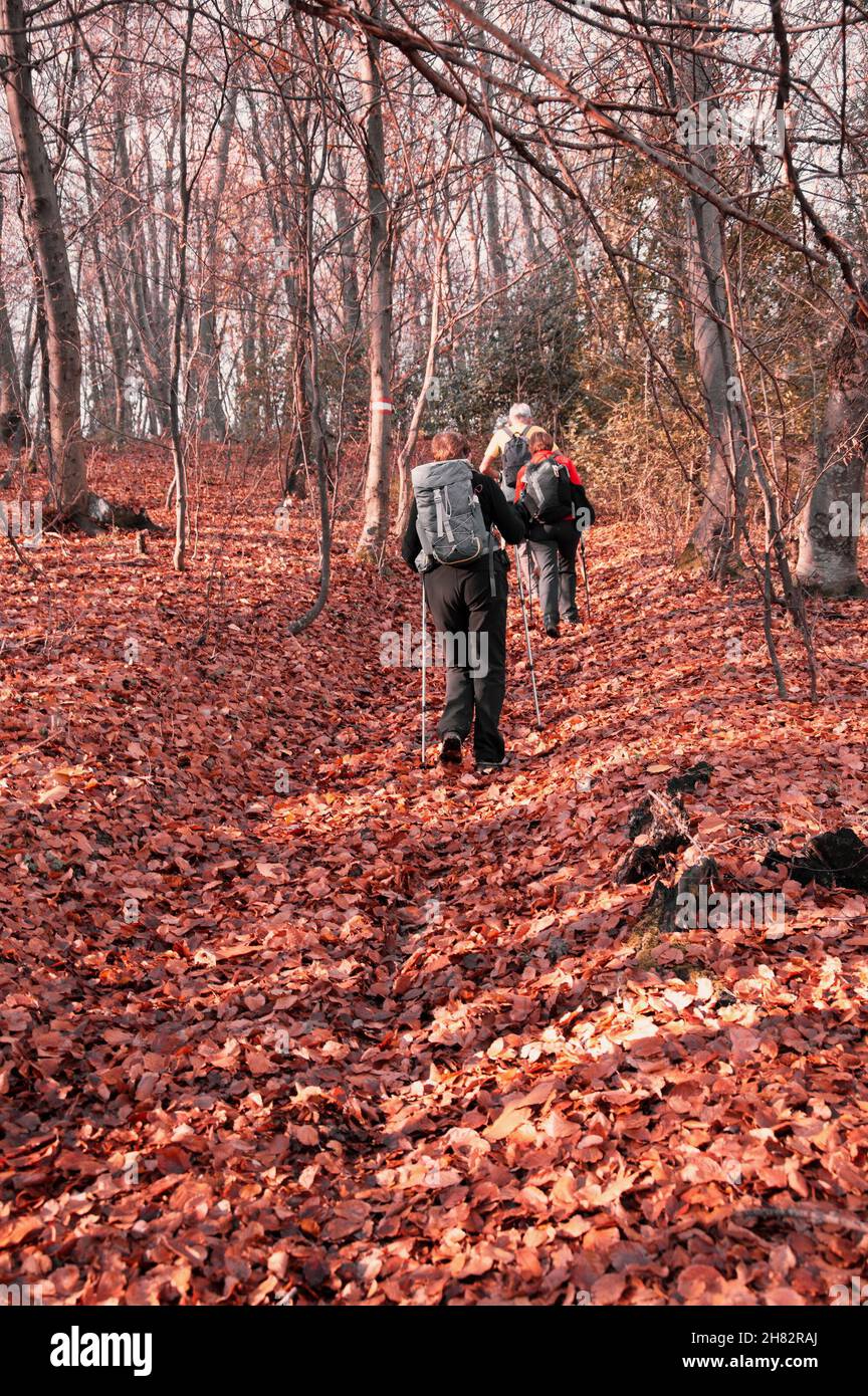 Group of trees with autumn leaves hi-res stock photography and images ...