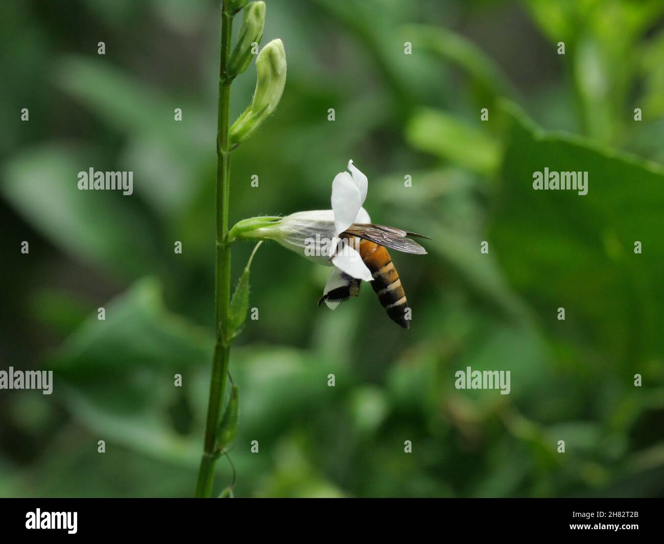 Giant honey bee seeking nectar on white Chinese violet or coromandel or ...