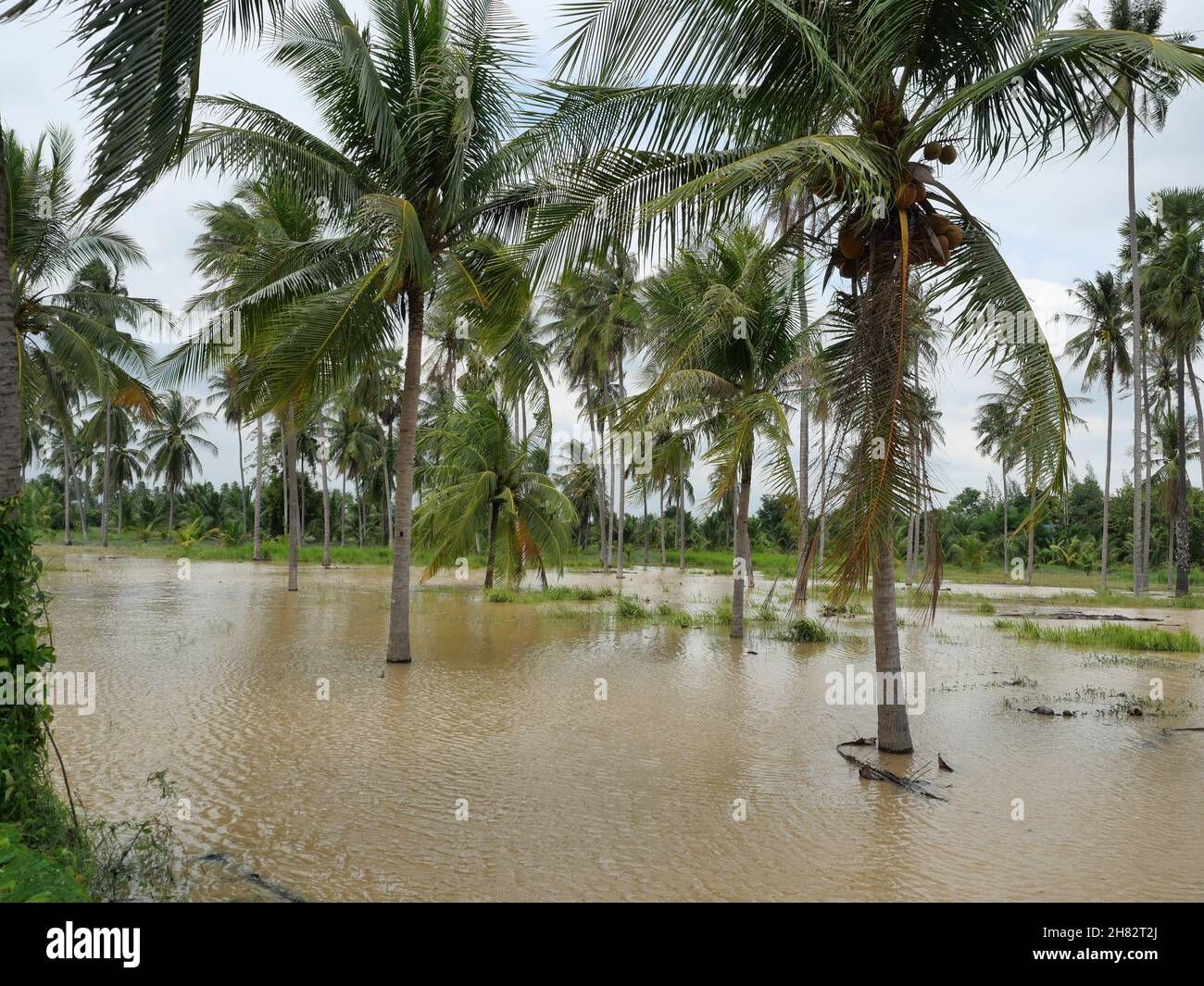 Brown water flooded the land in the coconut plantation, Flood in rainy ...