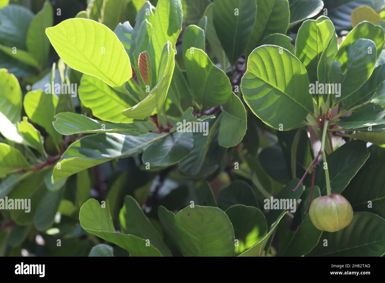 Godapara hi-res stock photography and images - Alamy