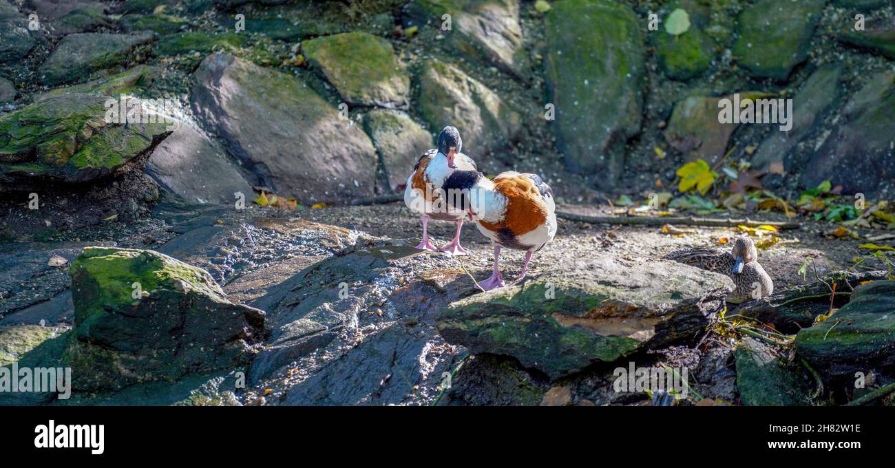 Two shelducks hi-res stock photography and images - Alamy