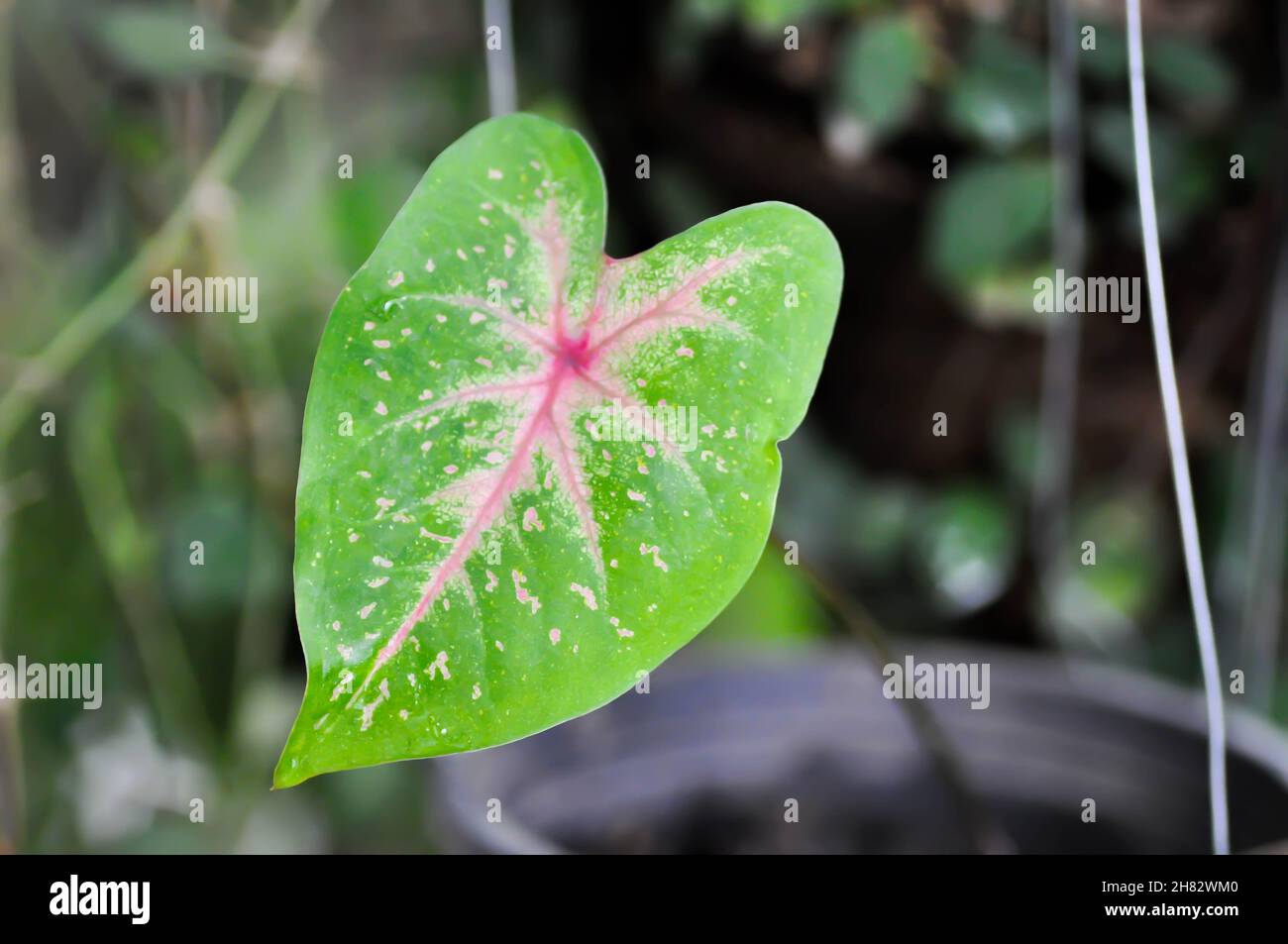 Caladium, Caladium Bicolor Vent or Caladium bicolor in the garden Stock ...