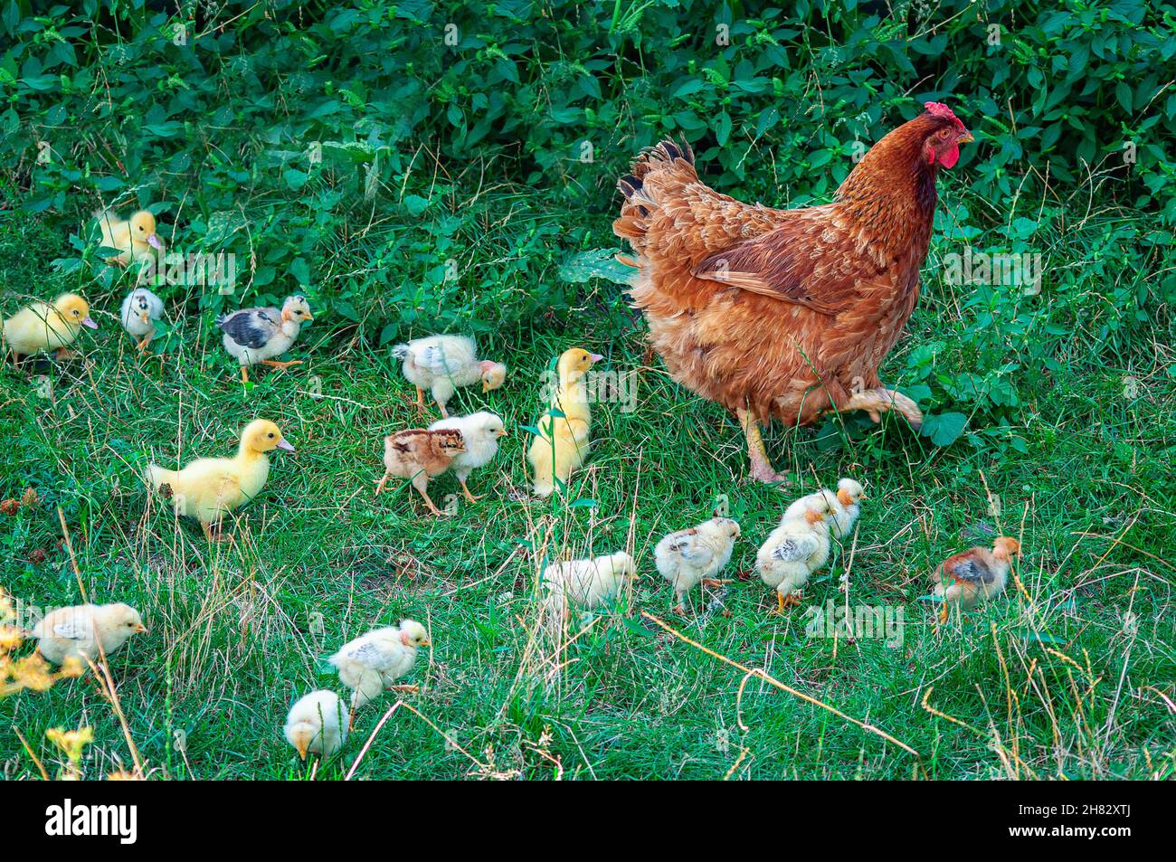 Hen with a brood of chickens and ducklings Stock Photo - Alamy