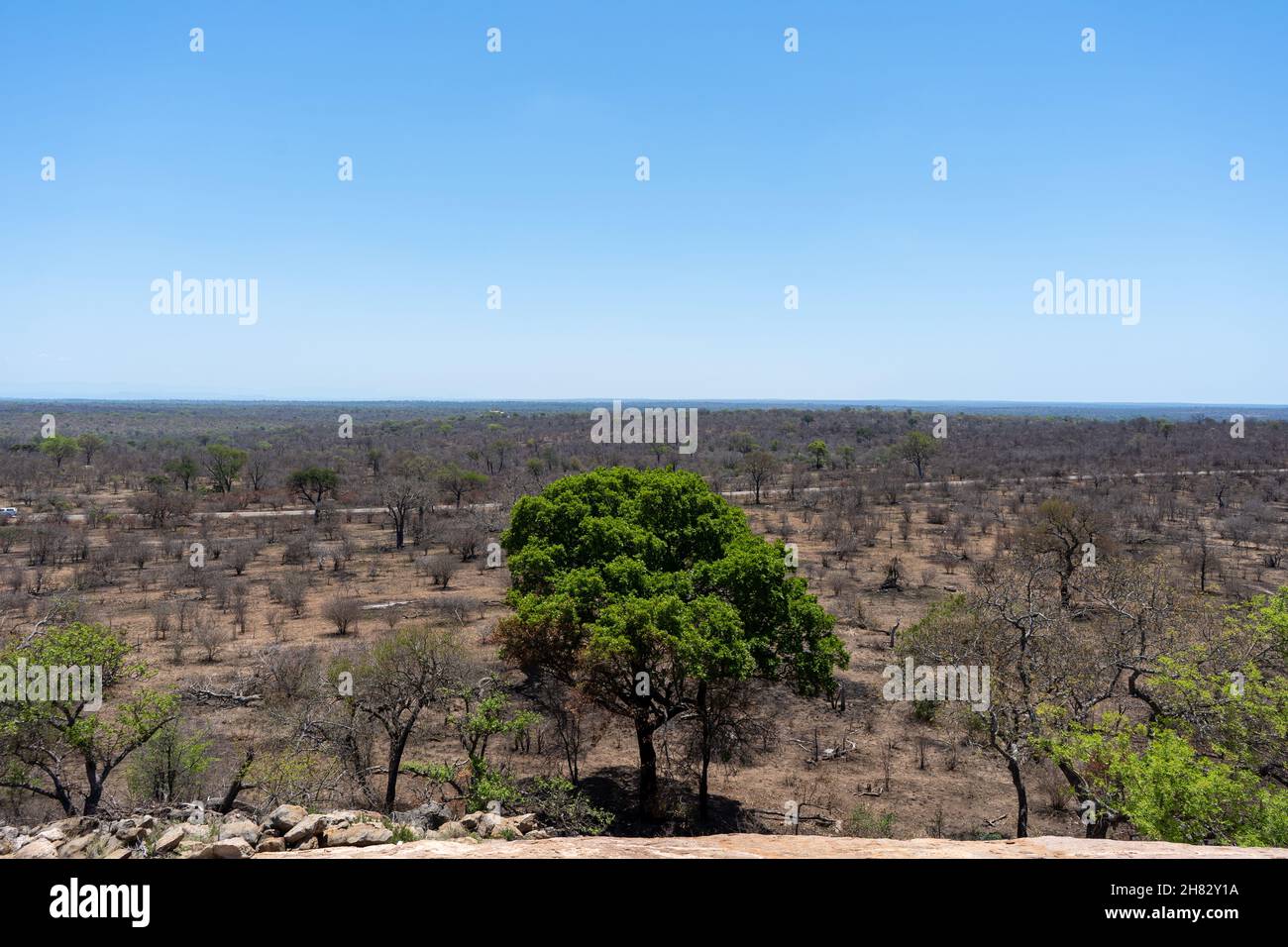 Kruger national park flora hi-res stock photography and images - Alamy