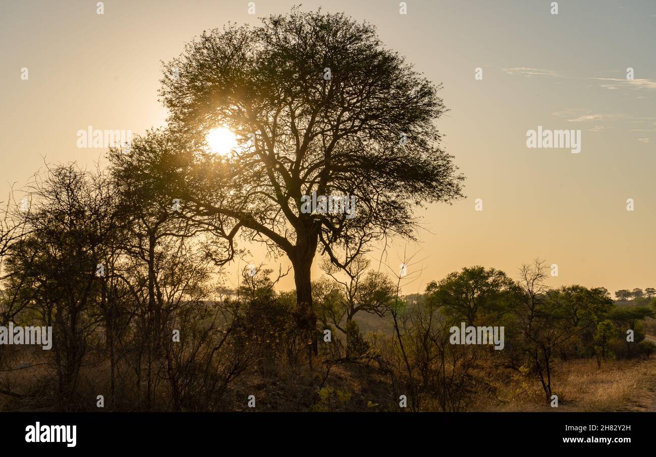 African bush sunset kruger hi-res stock photography and images - Alamy