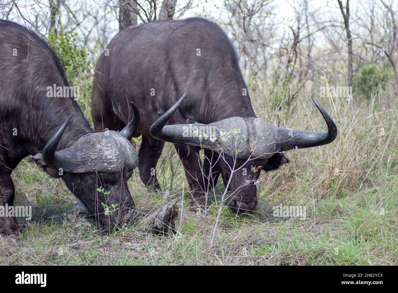 Big five grazing hi-res stock photography and images - Alamy