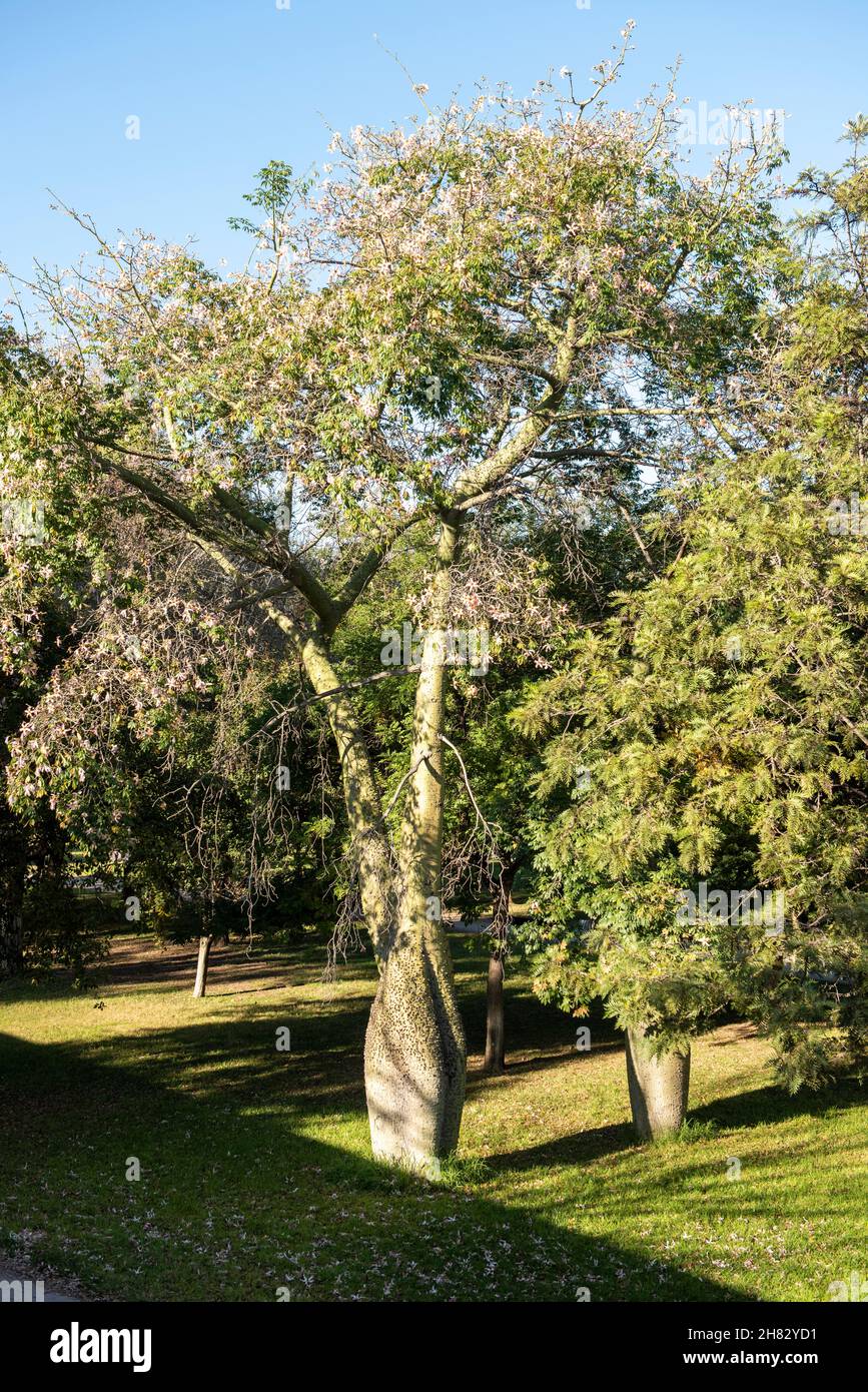 Tree in a city garden Stock Photo - Alamy