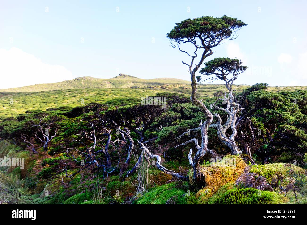 Azores Heather (Erica azorica) tree in the sunlight and wind on Flores ...