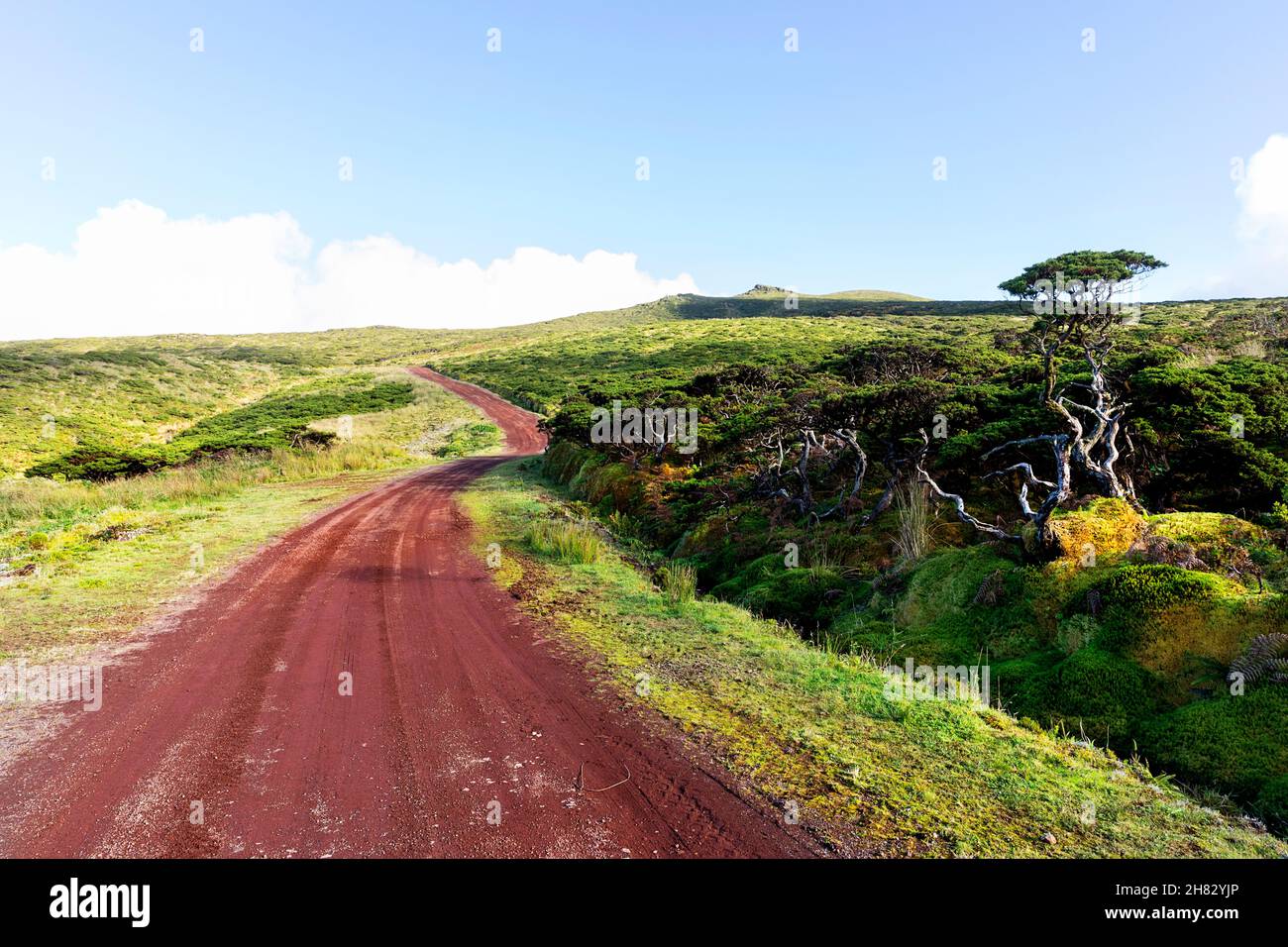 Azores Heather (Erica azorica) tree by a mountain gravel road in the ...