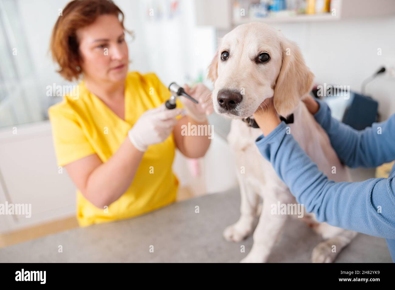 Veterinarian doctor checking beautiful dog in clinic Stock Photo - Alamy
