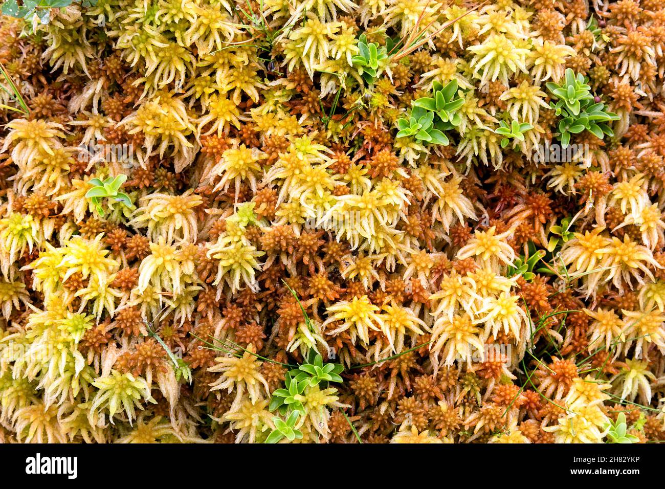 Azores plateau hi-res stock photography and images - Alamy