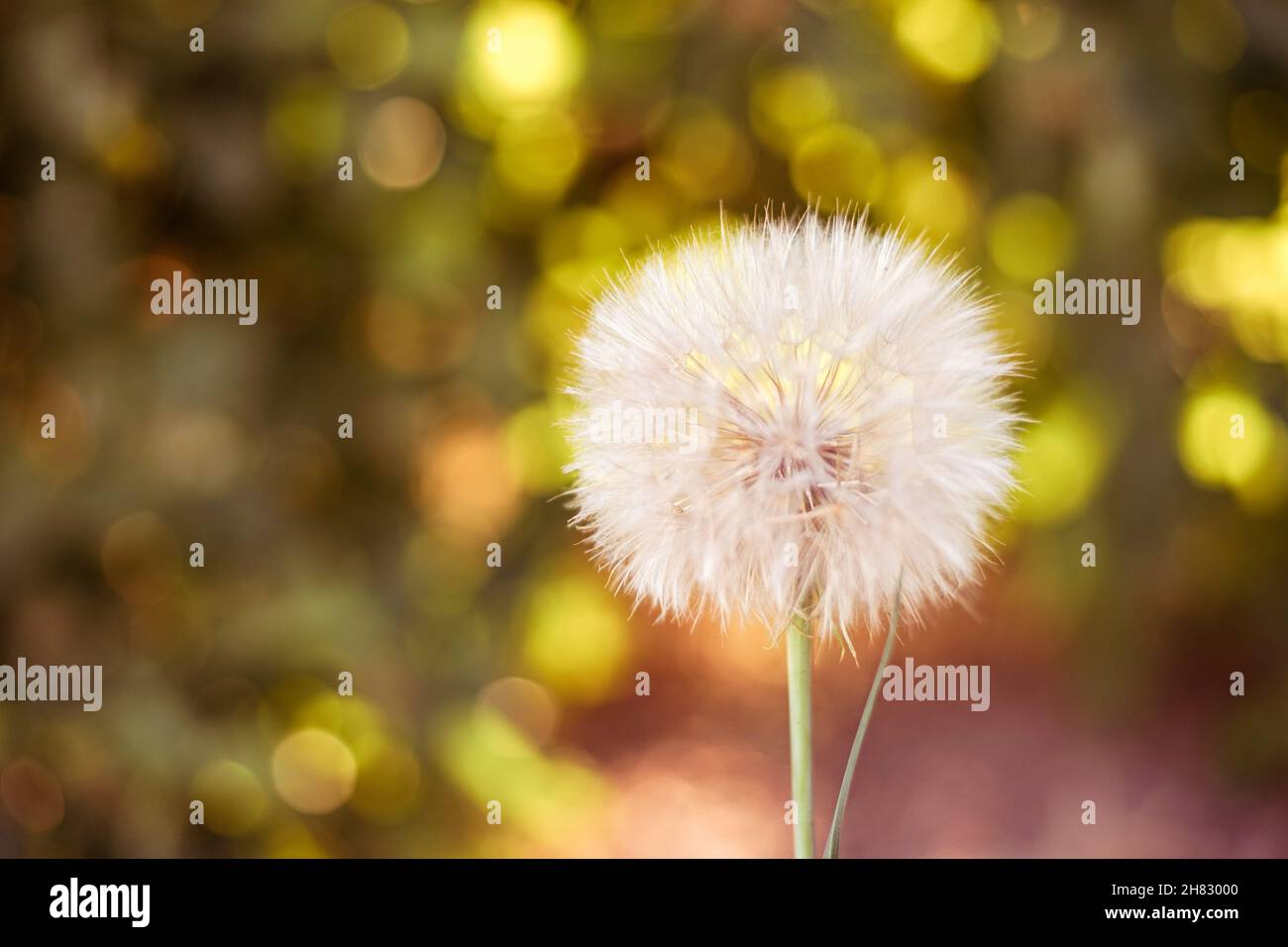 Big white fluffy dandelion grow in happy summer garden Stock Photo - Alamy