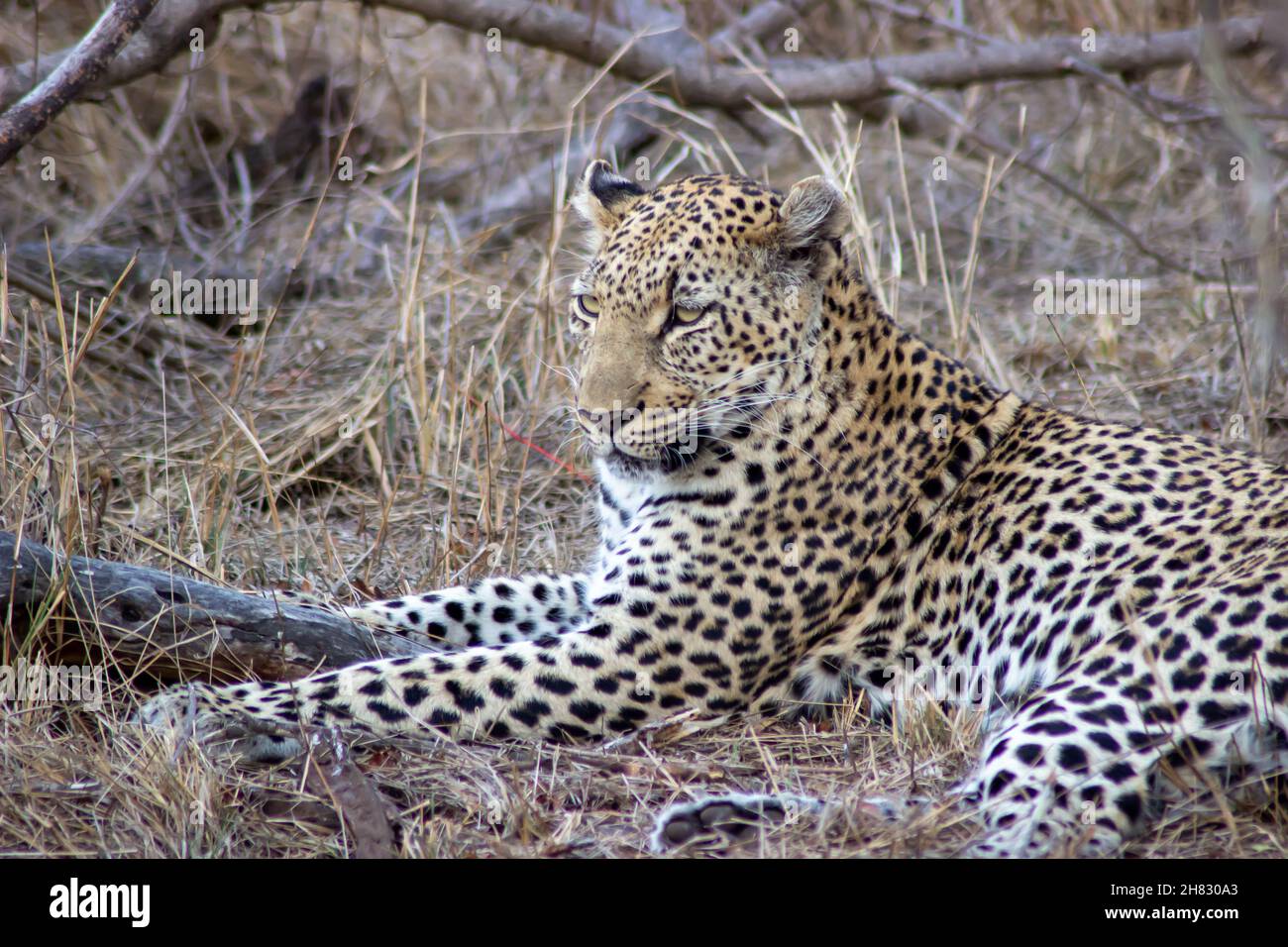 Male and female leopard big cat hi-res stock photography and images - Alamy