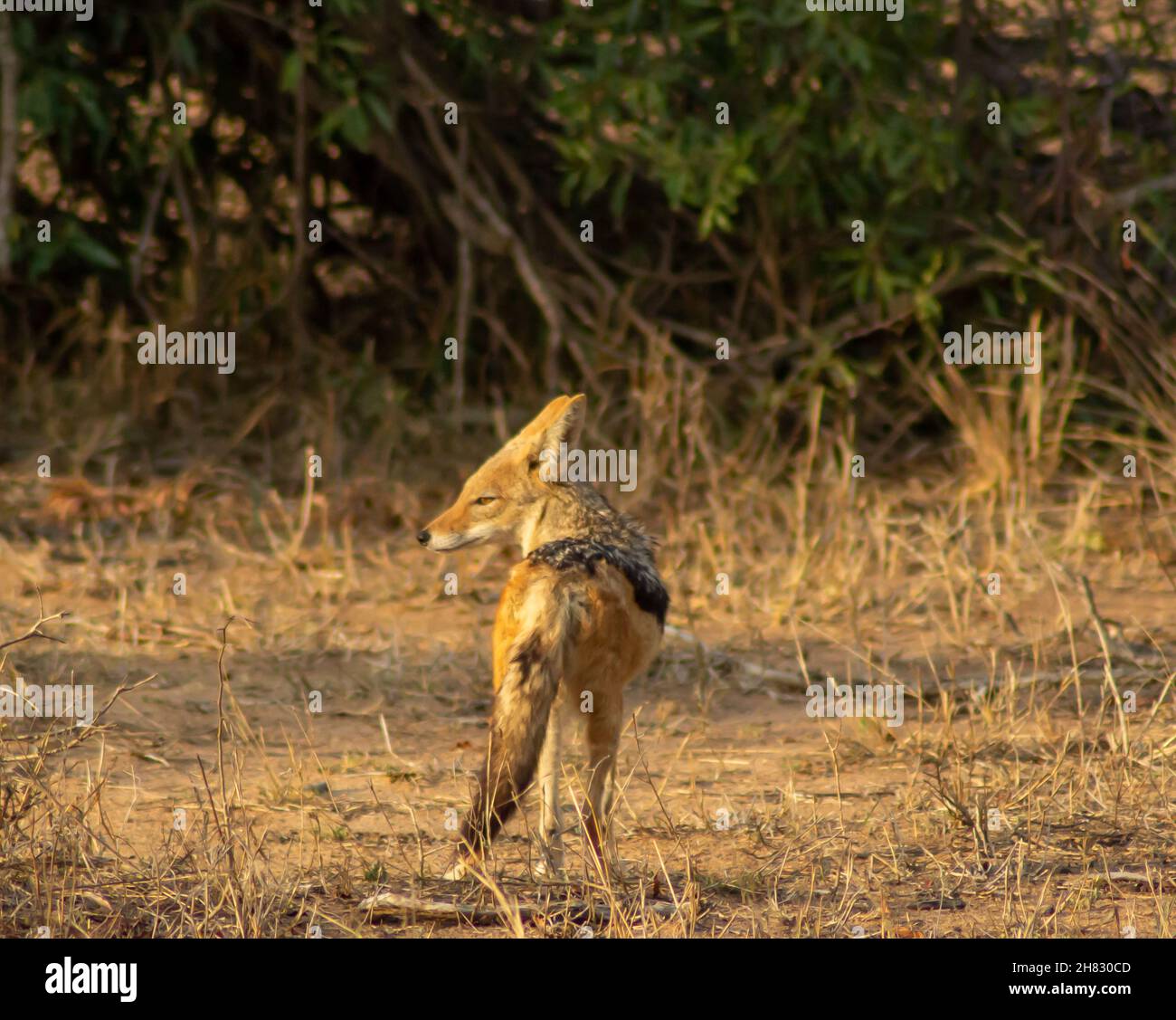 Black backed jackal Stock Photo - Alamy