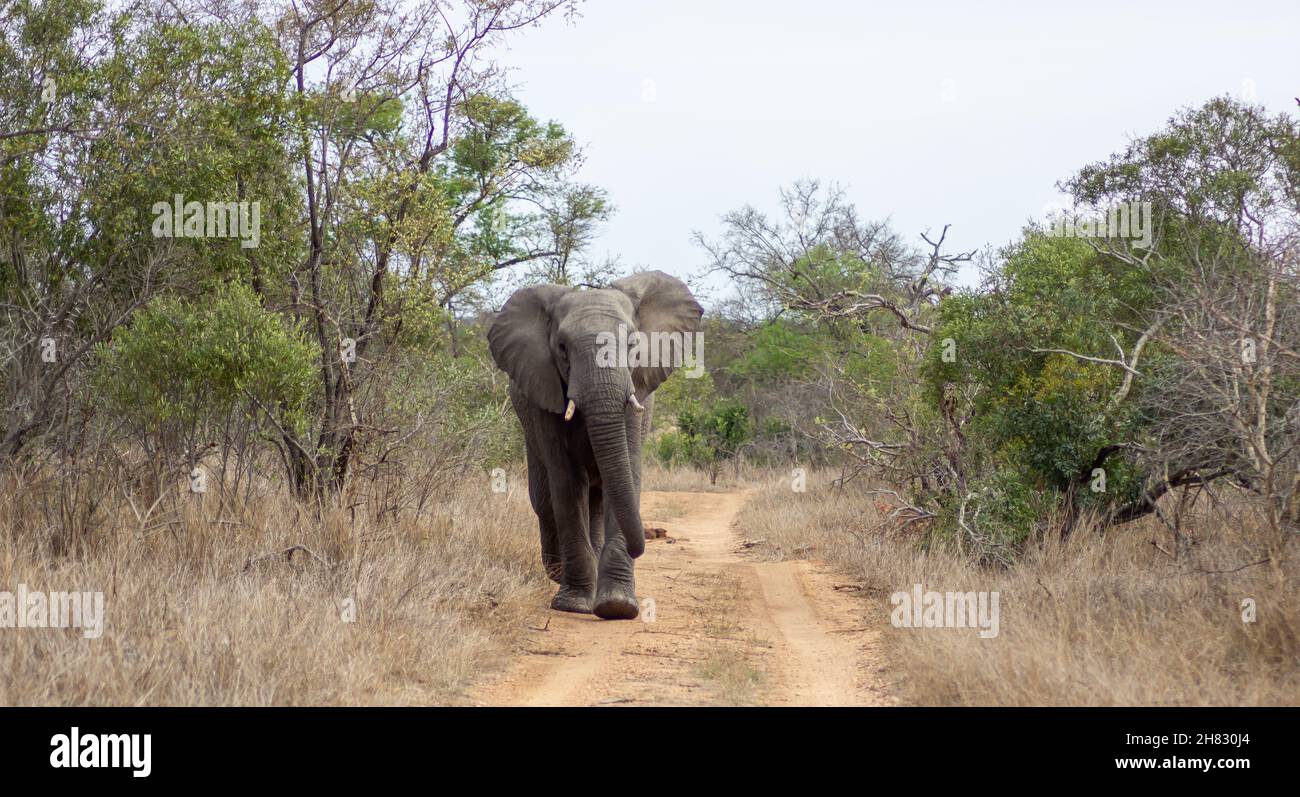 Big five elephants hi-res stock photography and images - Alamy