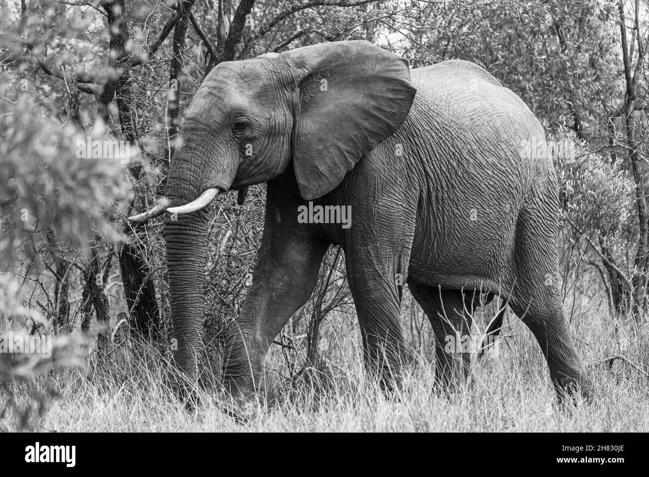 Riverbank elephants africa hi-res stock photography and images - Alamy