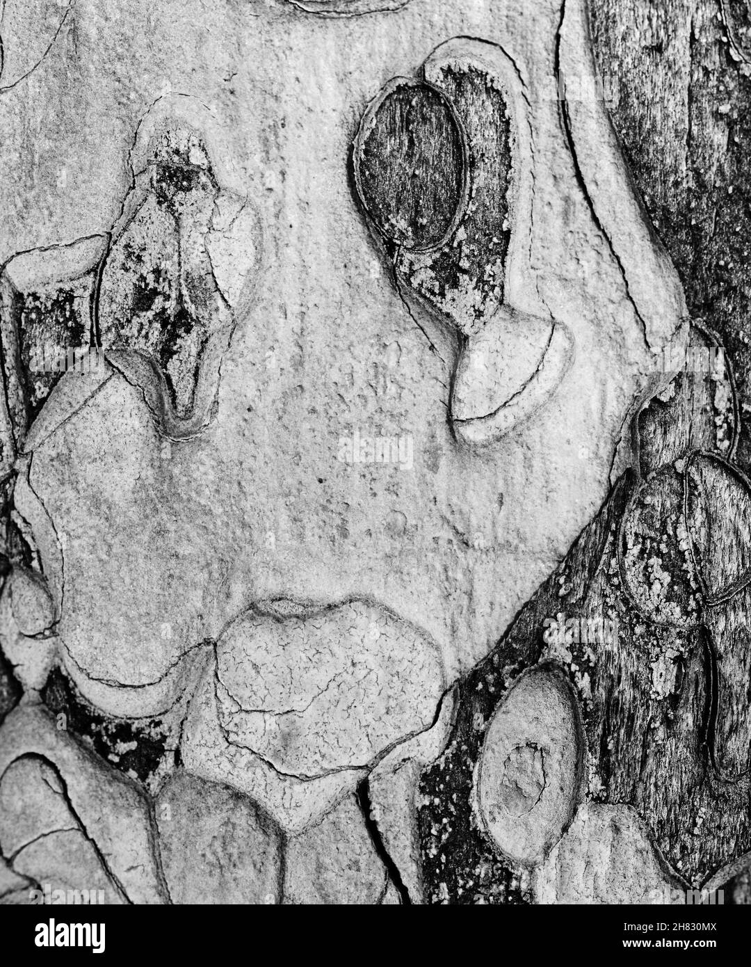 Wooden texture. Close up view of Crimean pine tree. Black and white ...