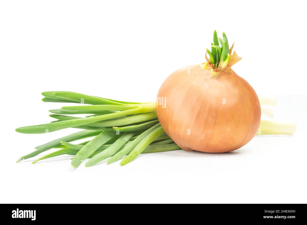 Fresh bulbs of onion on a white background and green onions Stock Photo ...