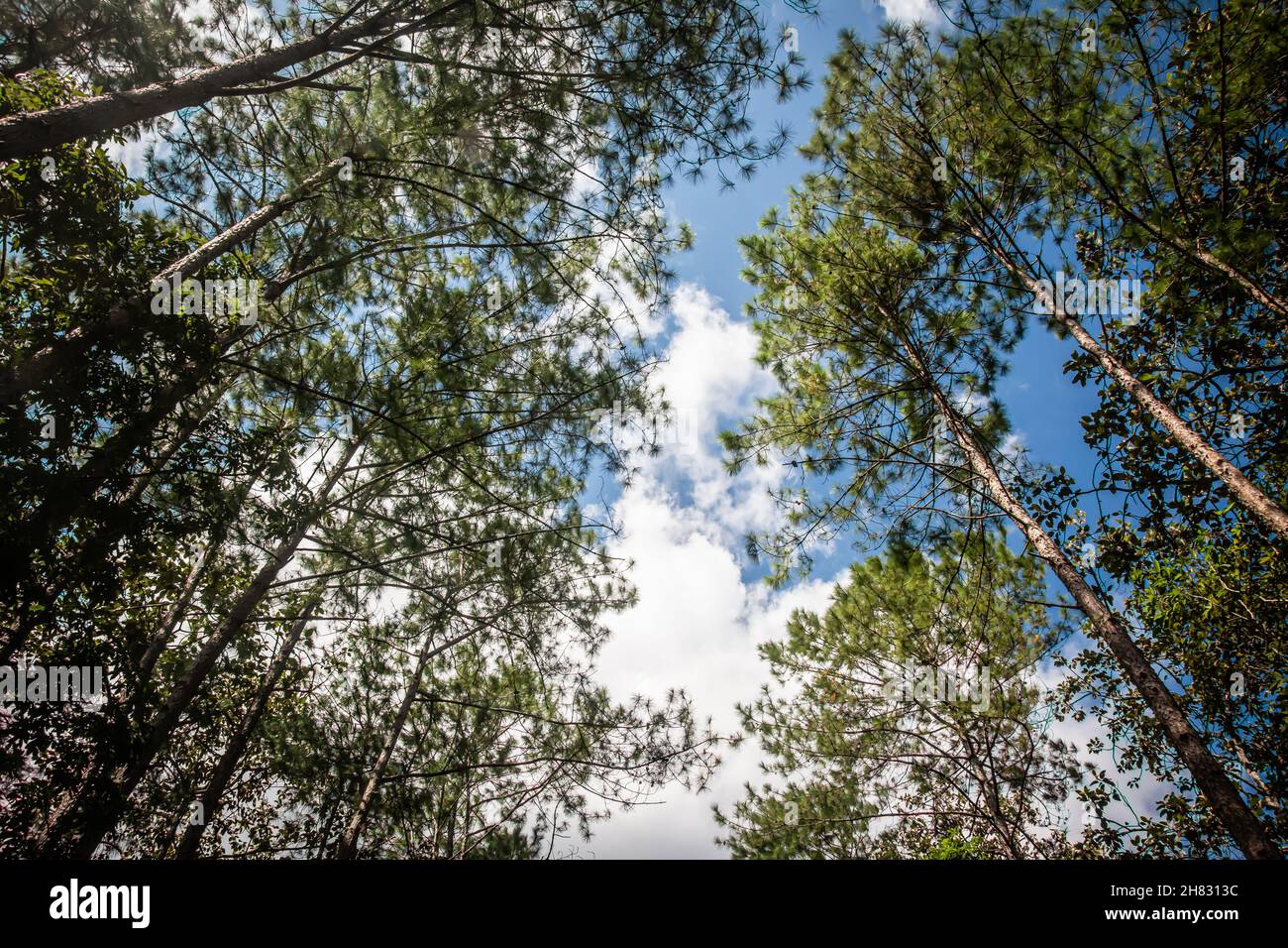 Look Up In Pine Forest Thailand Stock Photo - Alamy