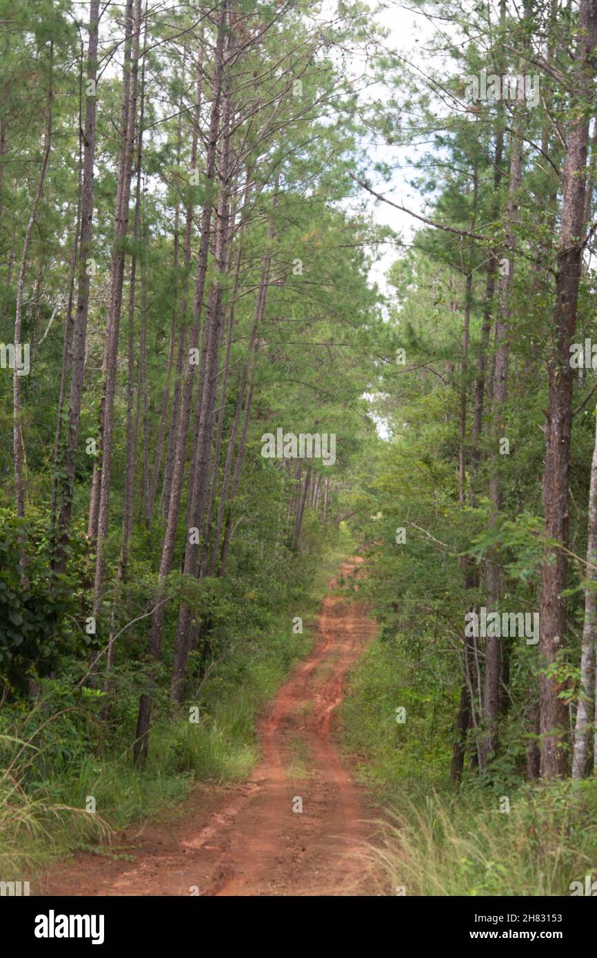 Way and Forest trees on nature background Stock Photo - Alamy