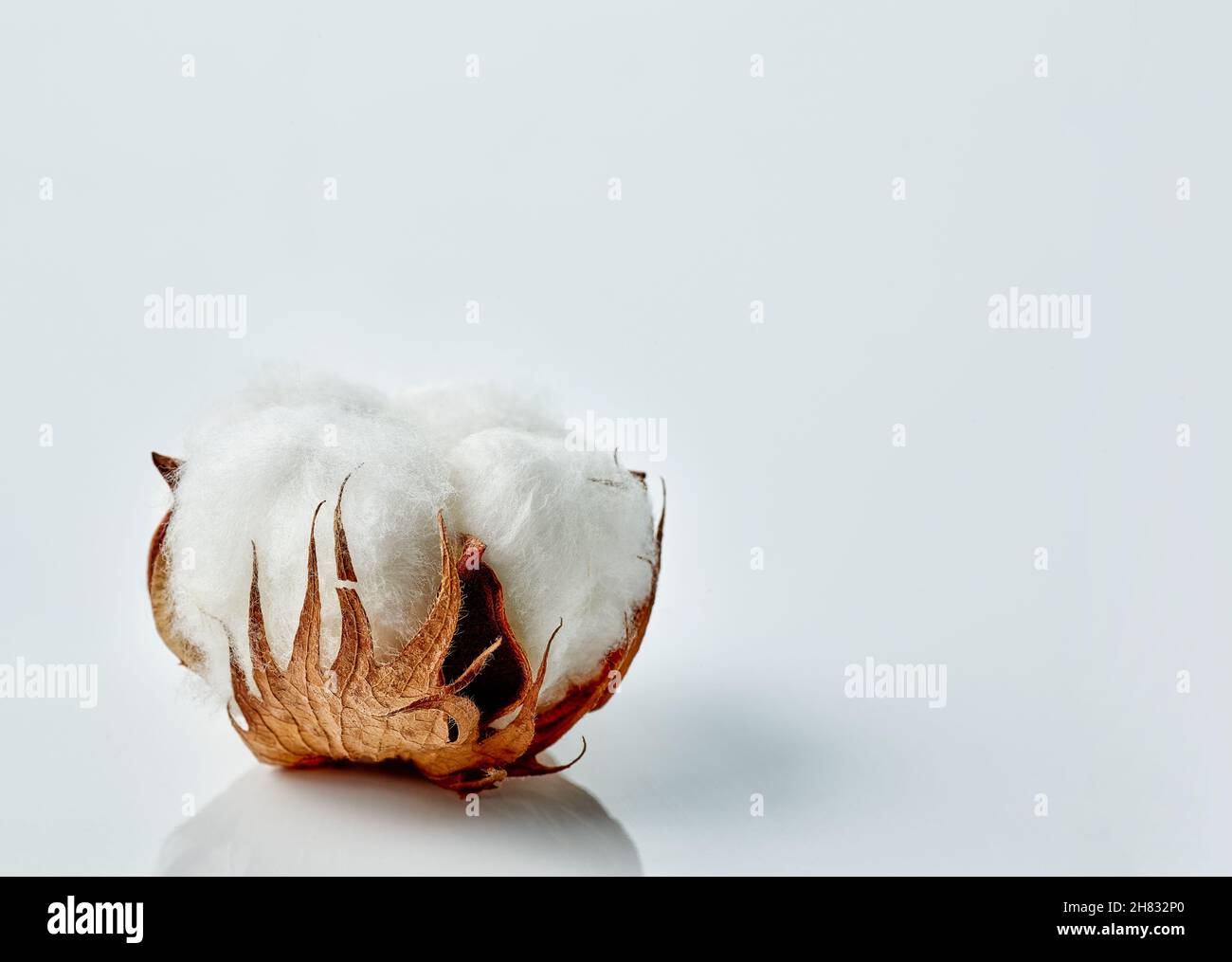Cotton plant flower hi-res stock photography and images - Alamy