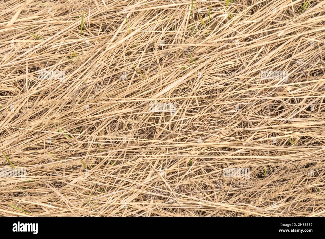 Dry yellow hay grass background texture Stock Photo - Alamy