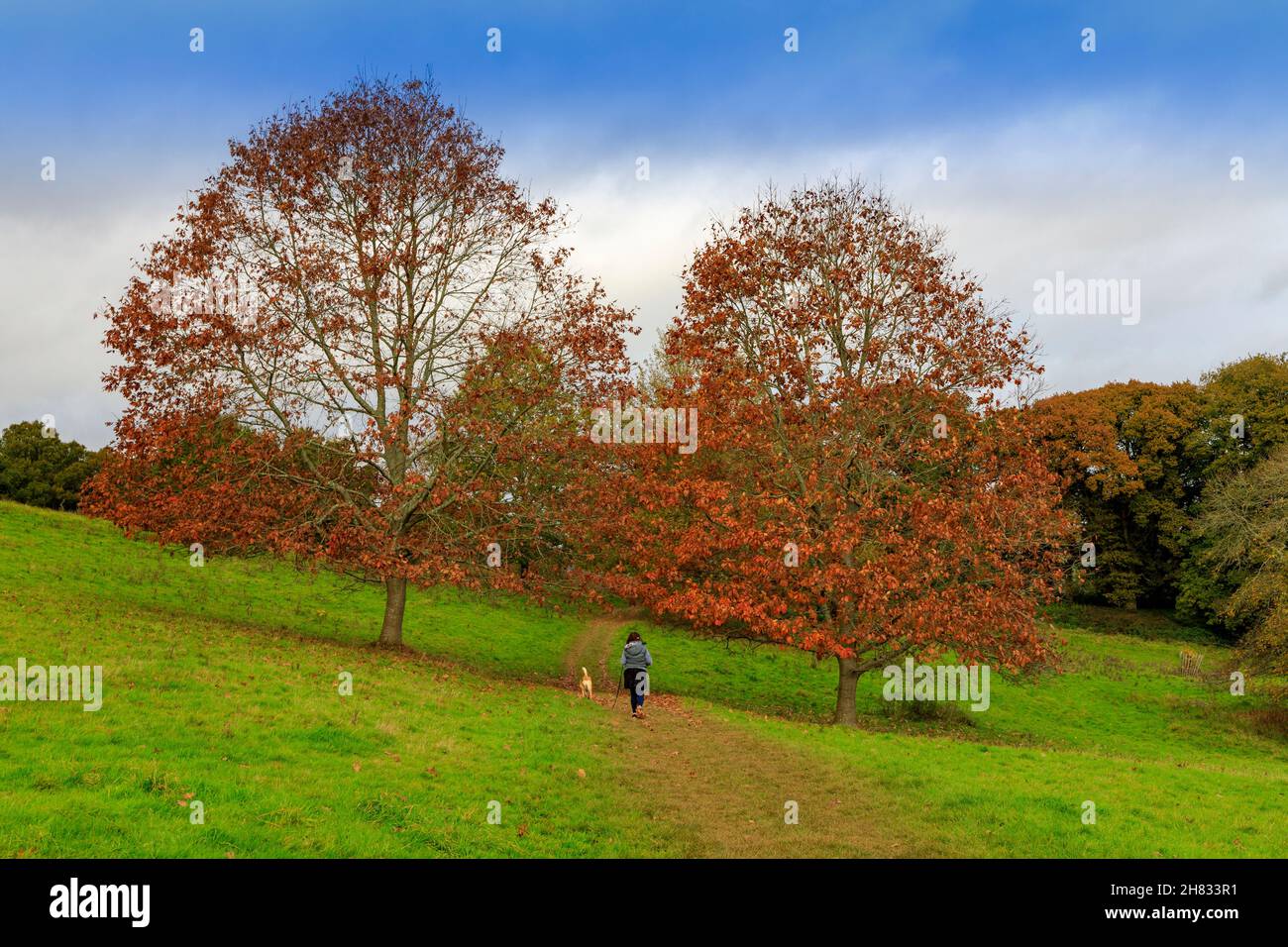 Dog walker beneath oak trees showing autumn colour in the grounds of ...