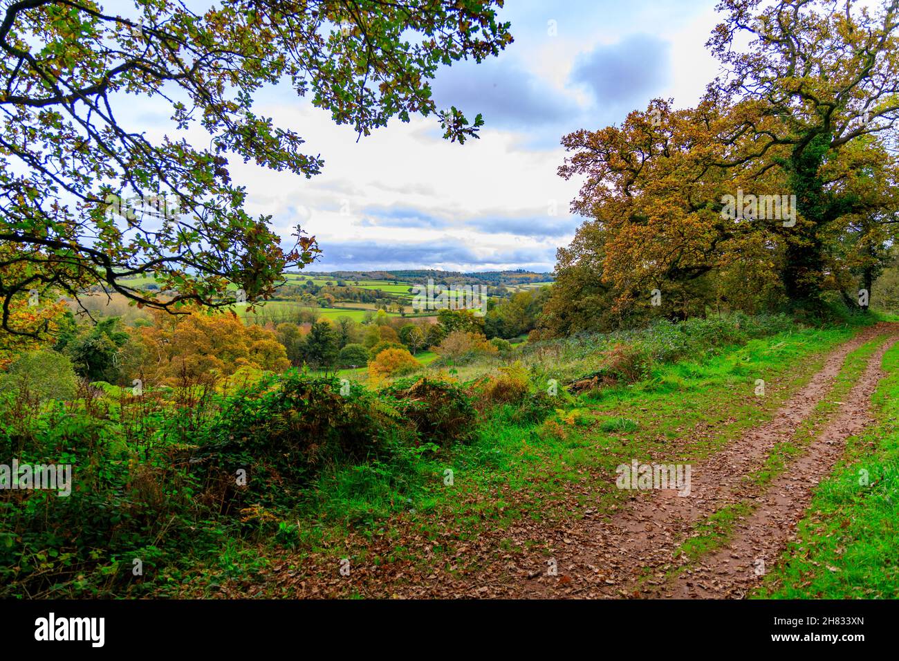 Vibrant autumn colour in the Culm Valley viewed from the grounds of the ...