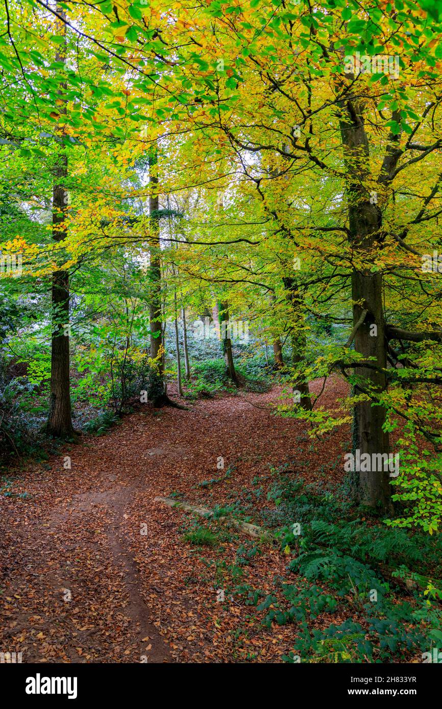 Vibrant autumn colour of the trees in woodland in the grounds of the ...