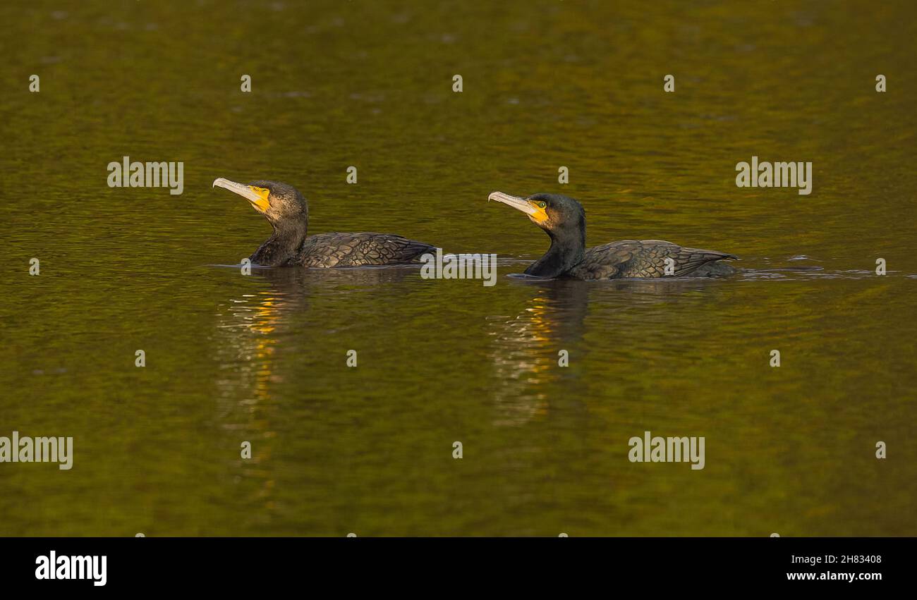 Cormorant with captured fish hi-res stock photography and images - Alamy