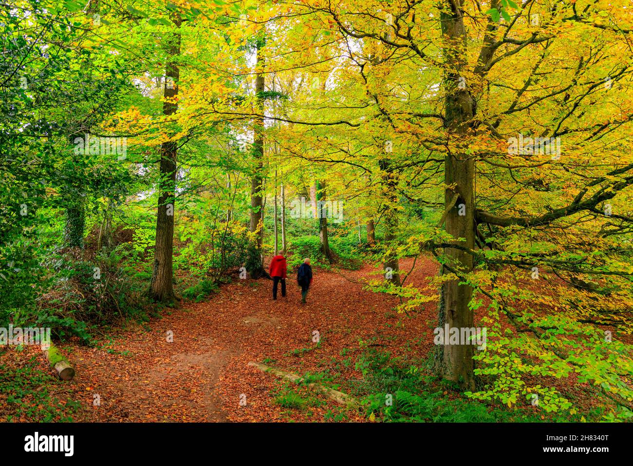 Walking through the autumn colour of trees and shrubs in the grounds of ...