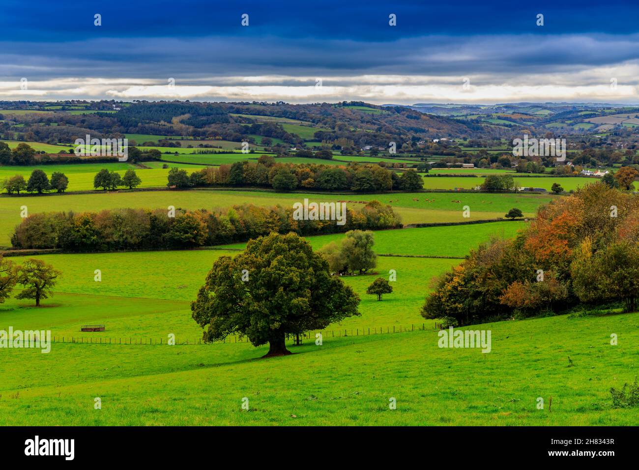 Vibrant autumn colour of trees in the Culm Valley viewed from the ...