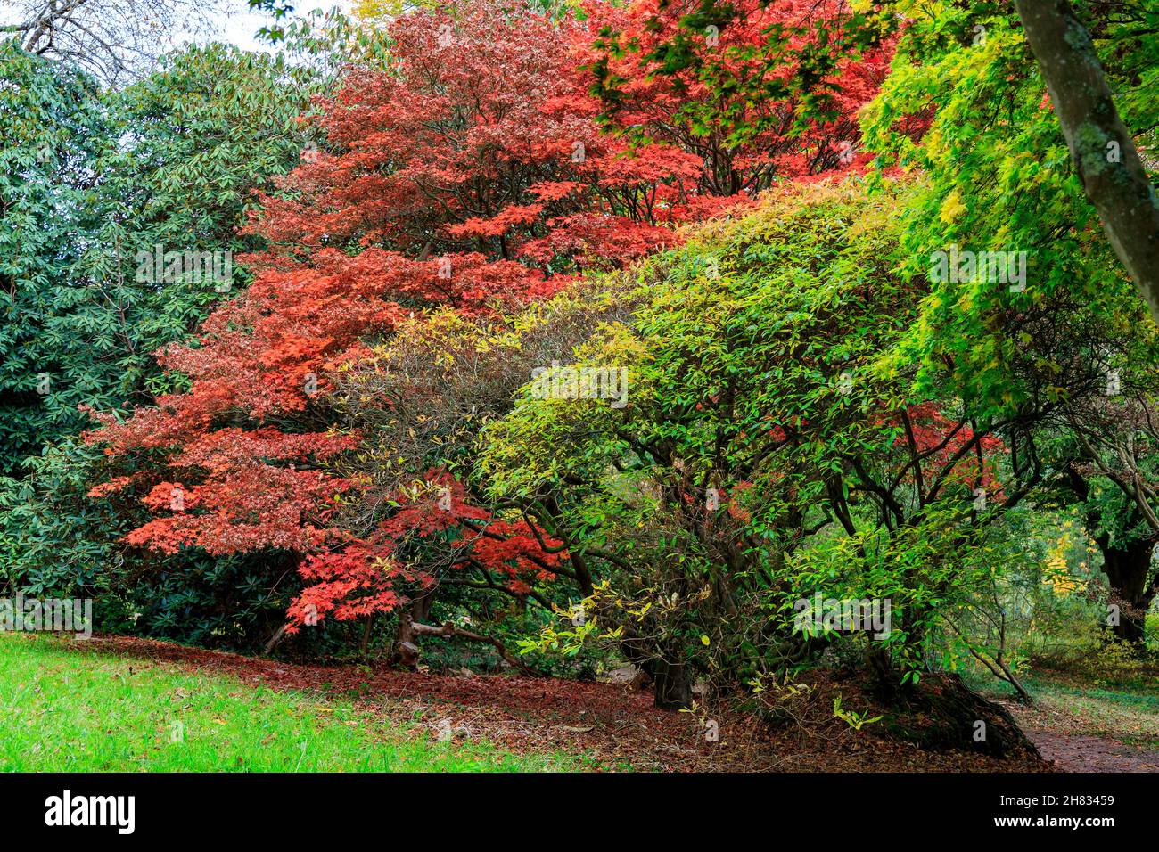 Vibrant autumn colour of trees and shrubs in the grounds of the ...