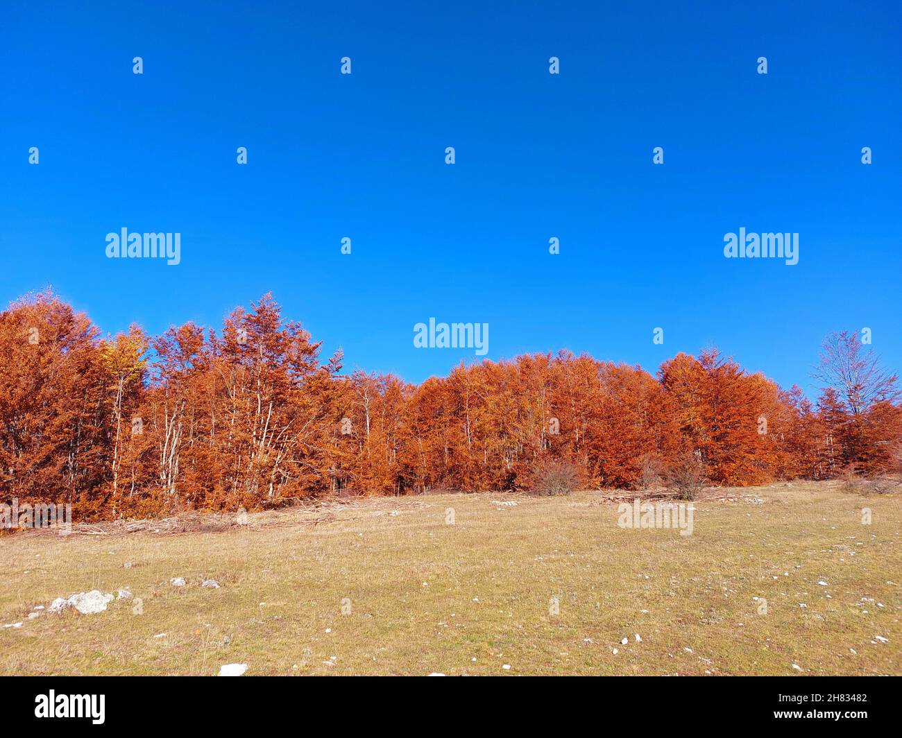 Grassy field with orange-leafed trees and sky background in fall Stock ...