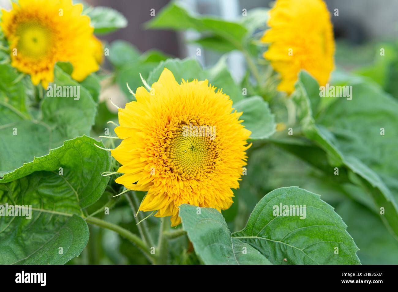 Bright large yellow flower of decorative sunflower. Decorative ...