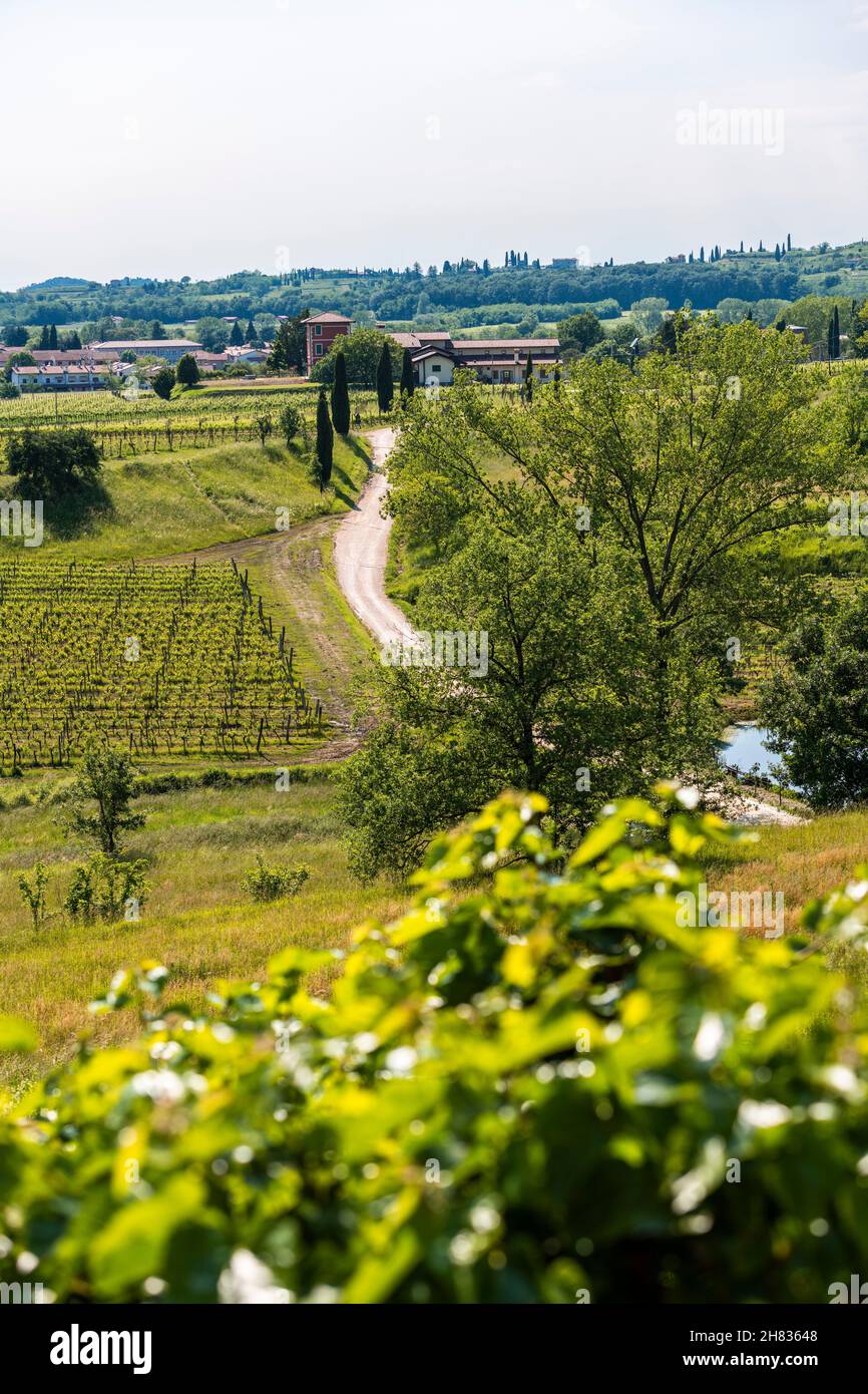The Collio Friulano. Hills of farmhouses and vineyards Stock Photo - Alamy