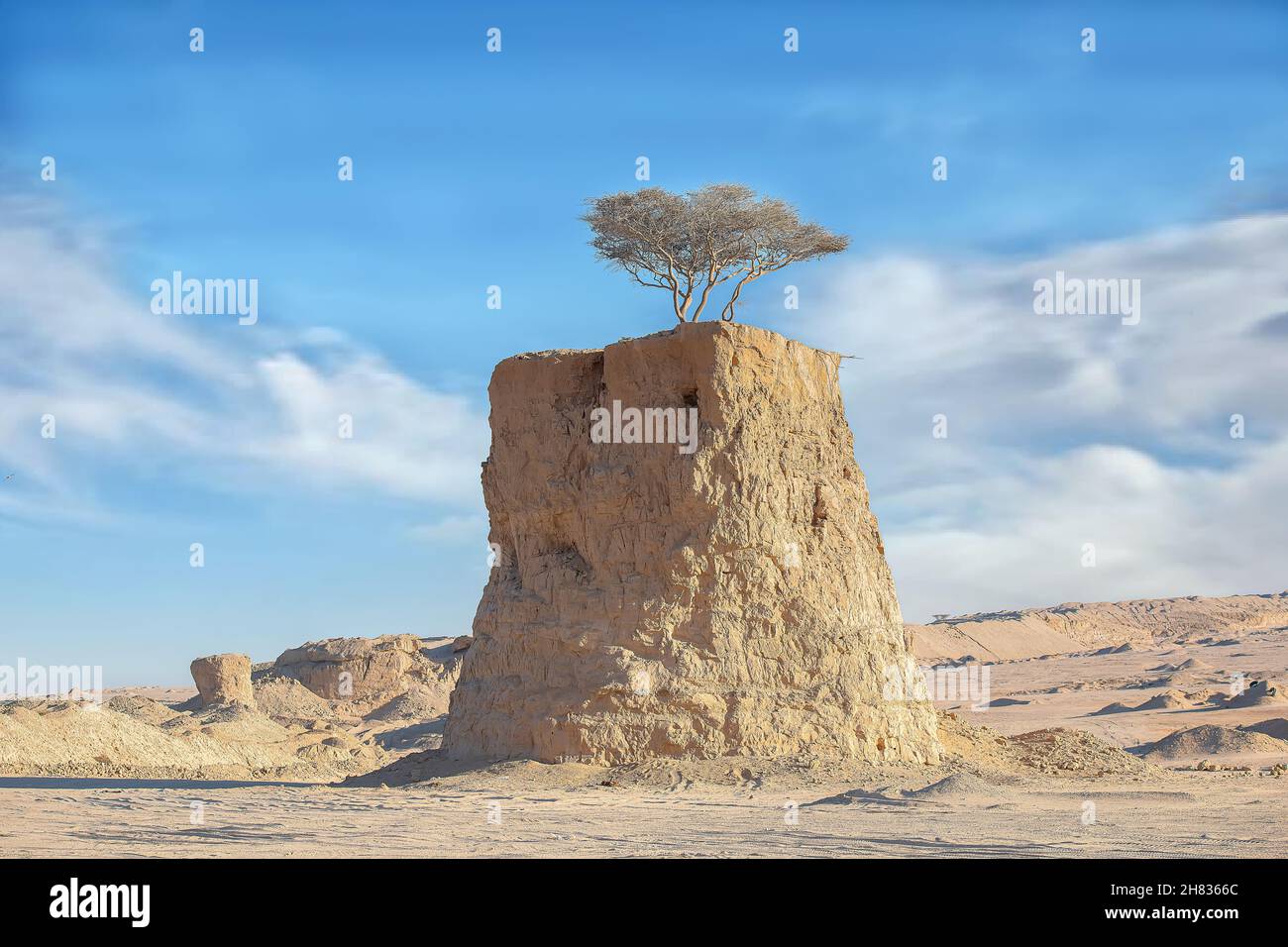 Lonely Tree on Rock. clay quarry umbab, Qatar Stock Photo - Alamy
