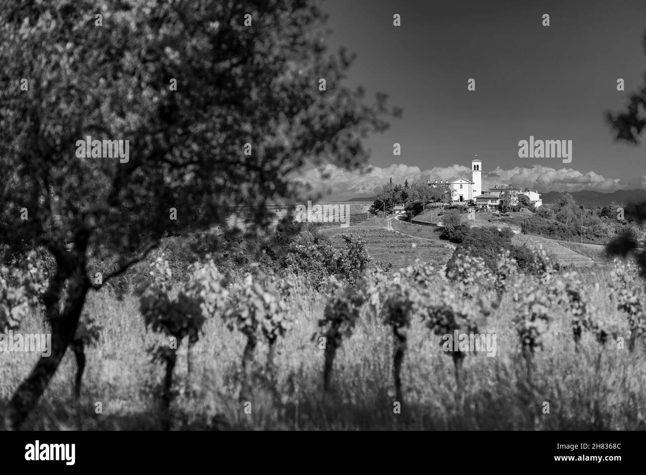 The Collio Friulano. Hills of farmhouses and vineyards Stock Photo - Alamy