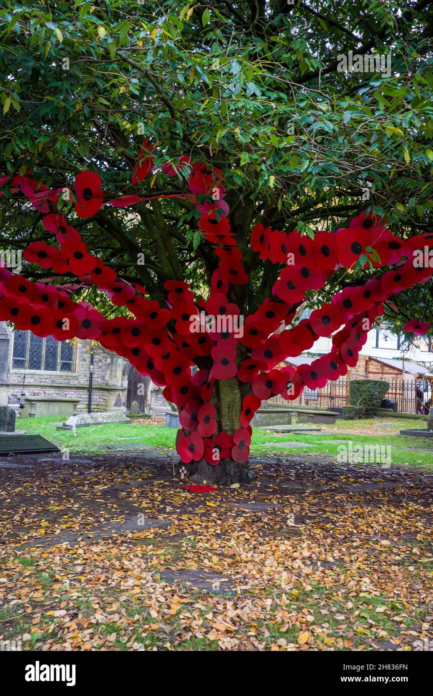 Remembrance Day red poppies flowers on a tree Stock Photo - Alamy