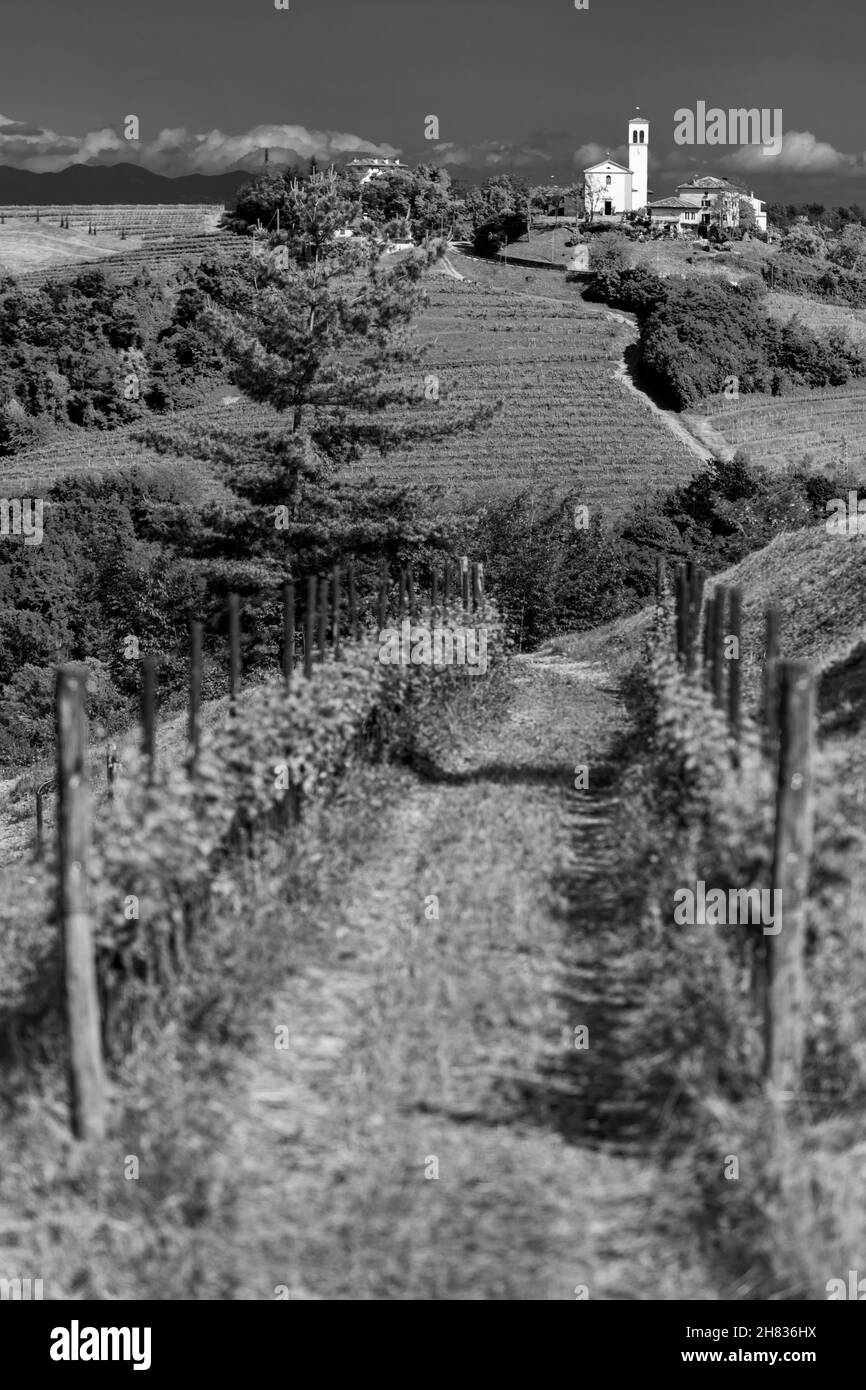 The Collio Friulano. Hills of farmhouses and vineyards Stock Photo - Alamy