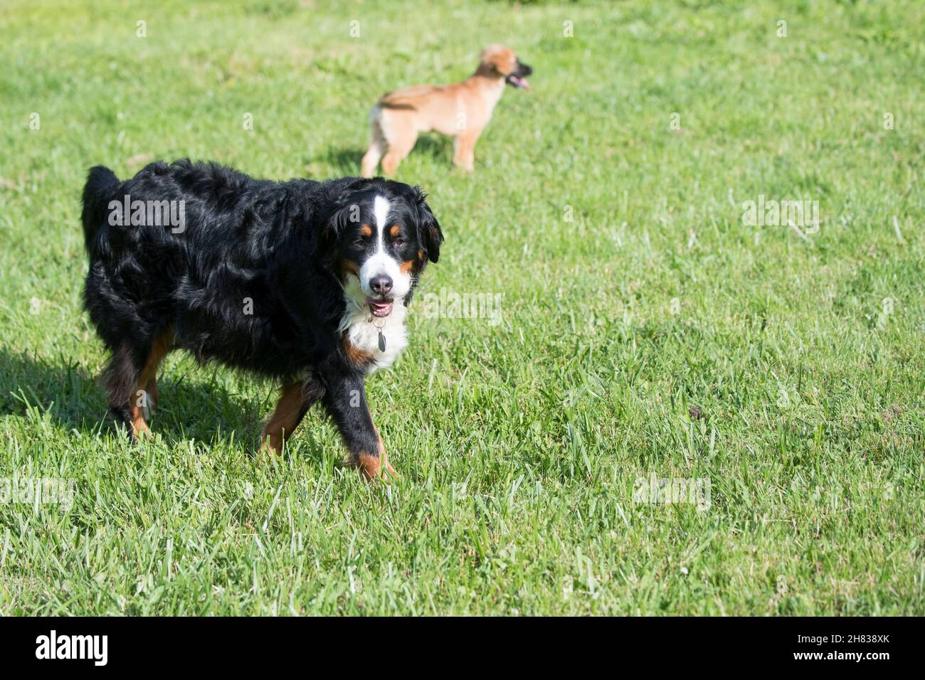 Dogs doing dog things Stock Photo - Alamy